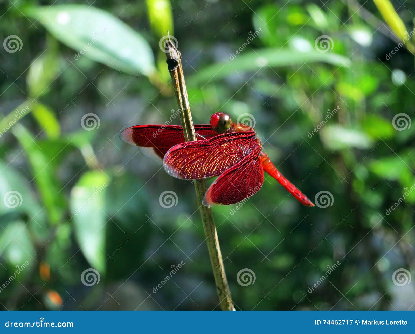 Close up red dragonfly stock image. Image of grass, crop - 74462717