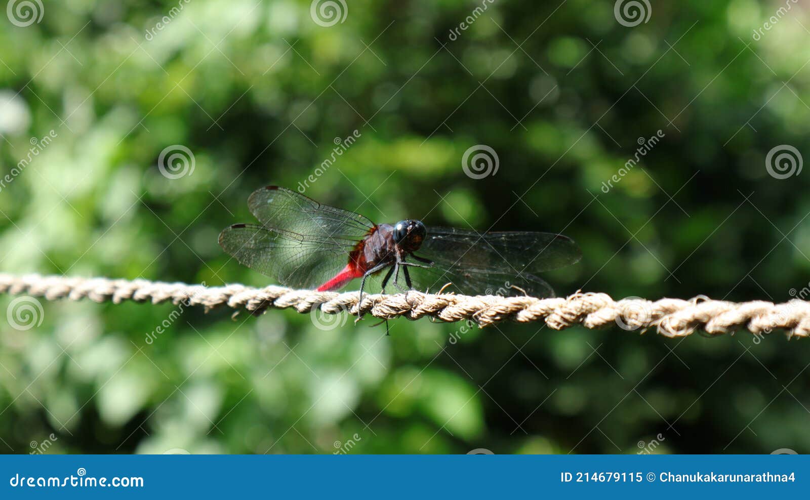 Close Up of a Red Dragonfly Holding a Tiny Bug by Both Hand while ...