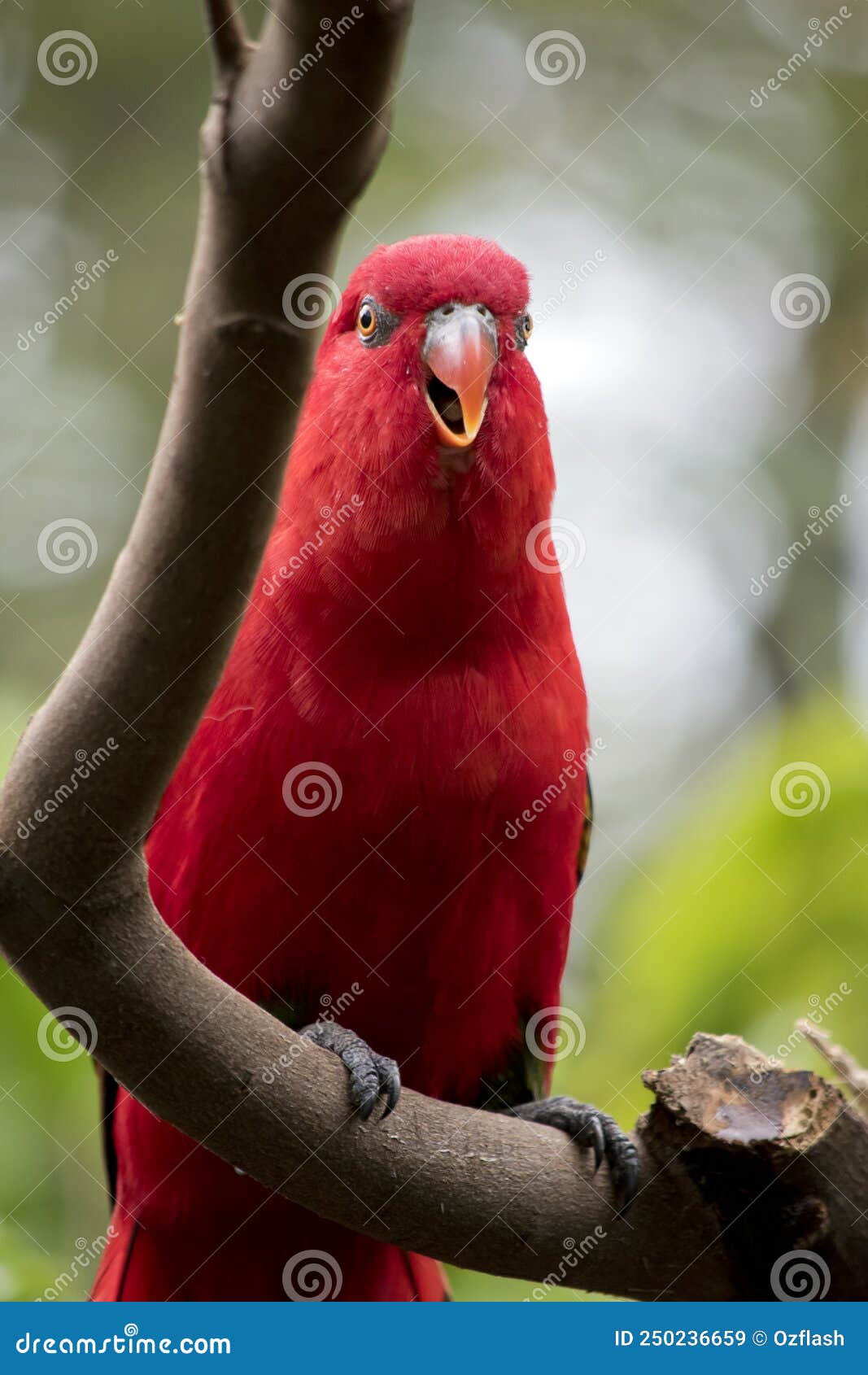 This is a Close Up of a Red Dusky Lory Stock Image - Image of wildlife ...