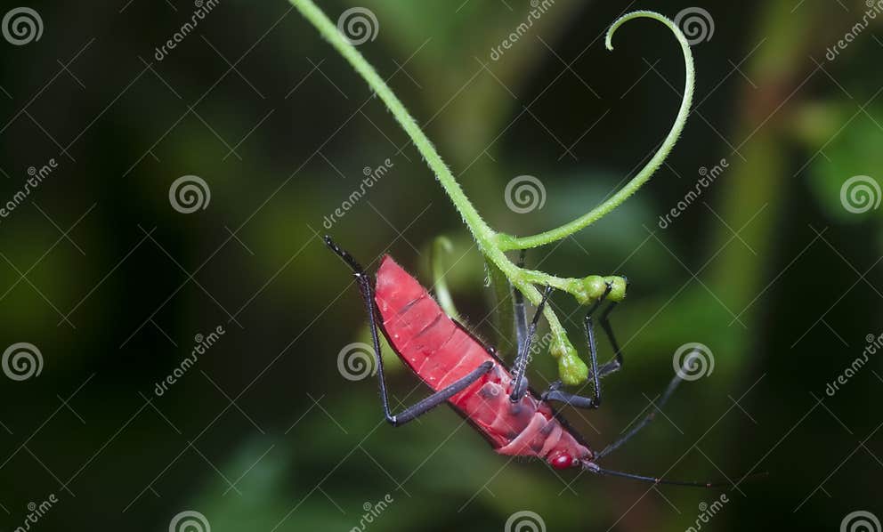 Close Up with the Red Dysdercus Cingulatus. Stock Image - Image of ...