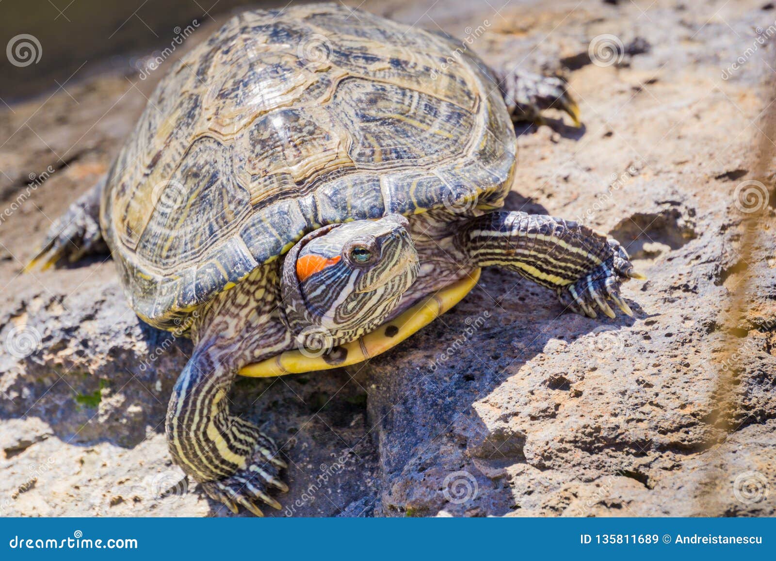 Close Up of Red-eared Slider Trachemys Scripta Elegans Turtle ...