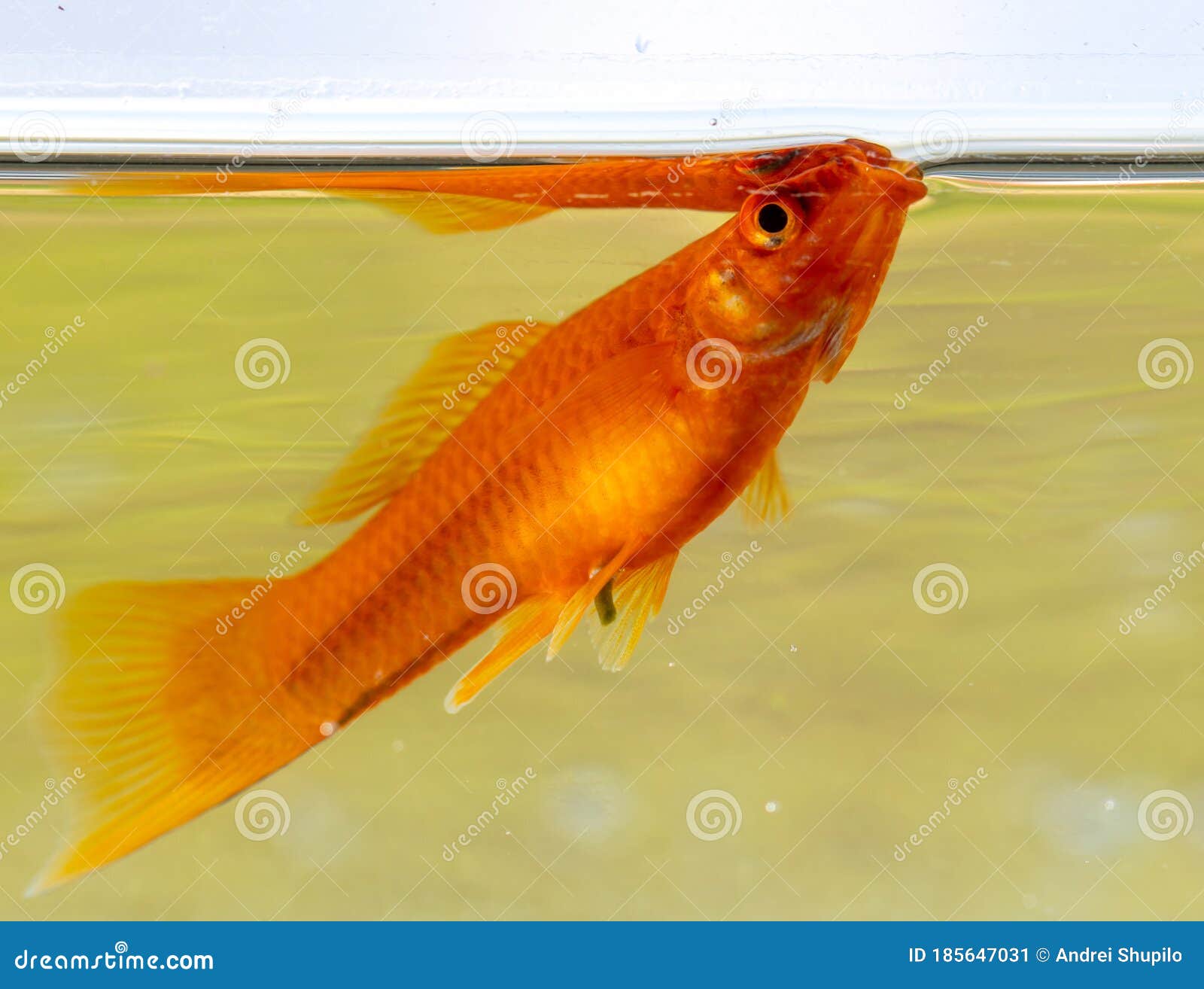 Close Up of Red Fish in an Aquarium Stock Image - Image of detailed ...