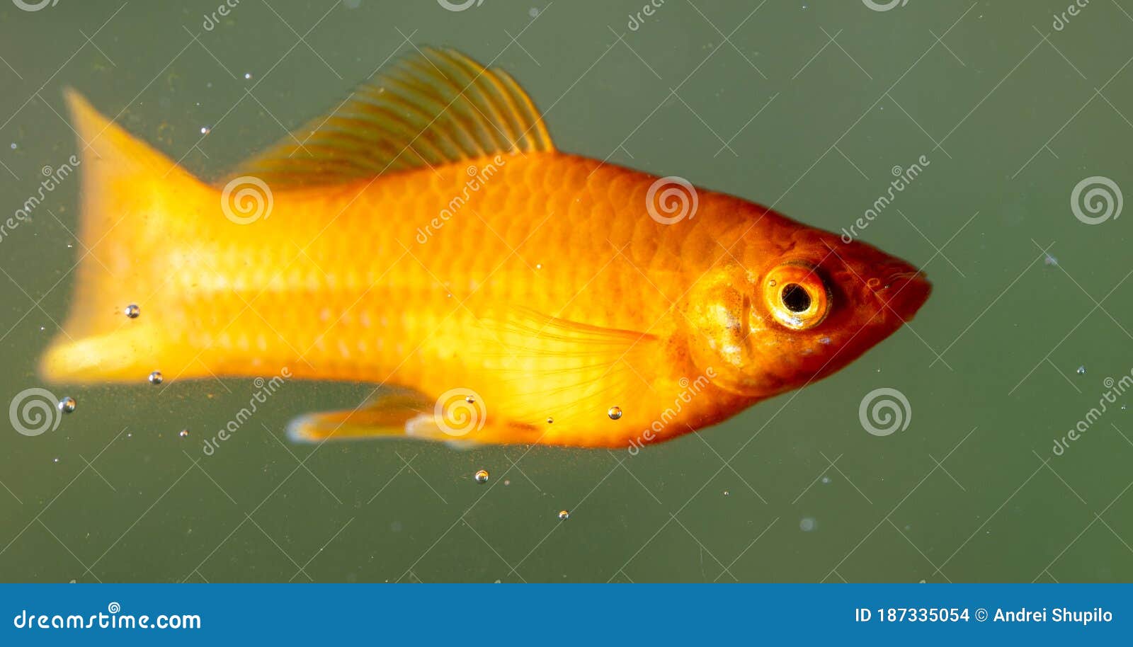 Close Up of Red Fish in an Aquarium Stock Photo - Image of field ...