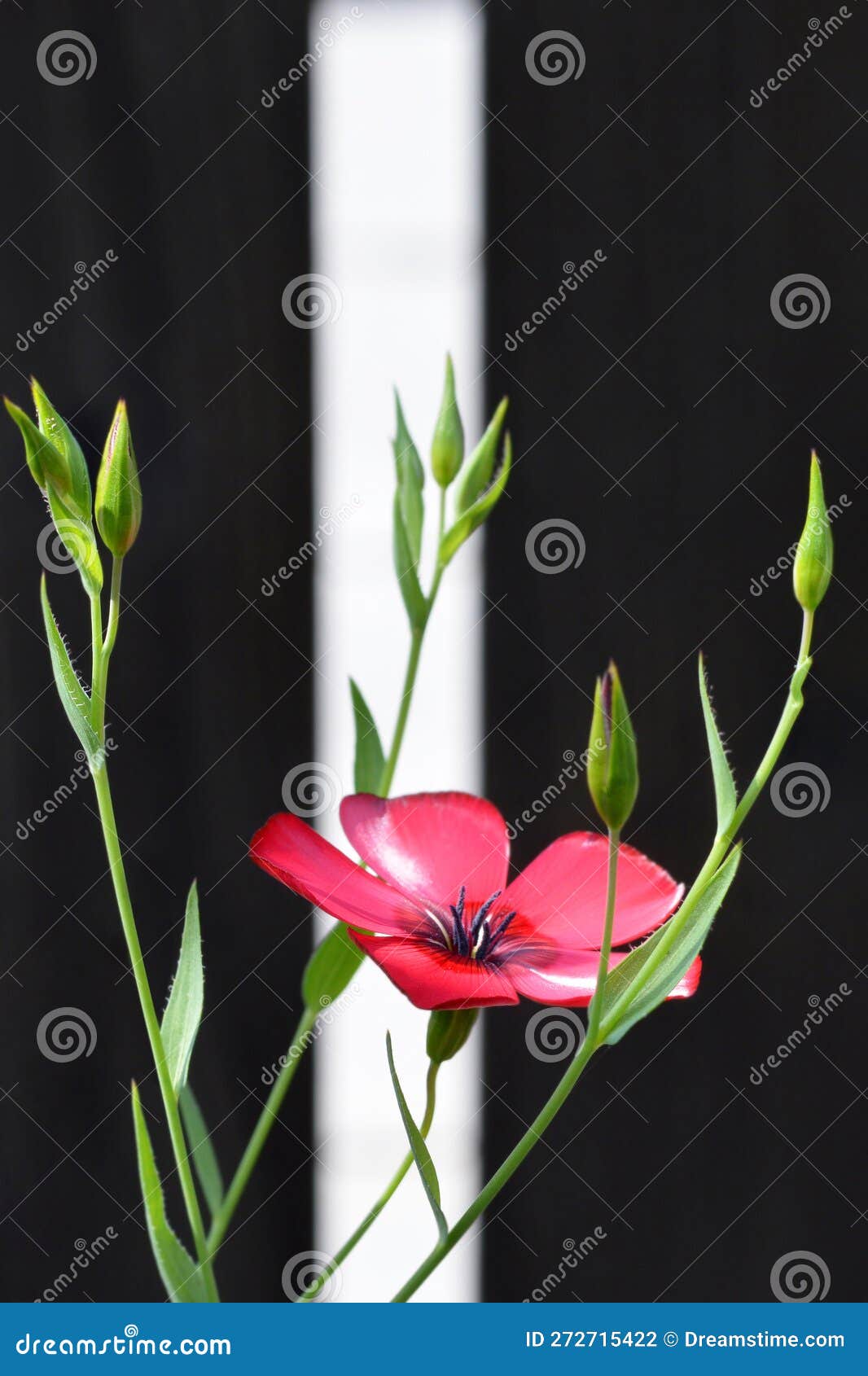 Close Up of Red Flax Flower Stock Photo - Image of annual, shiny: 272715422