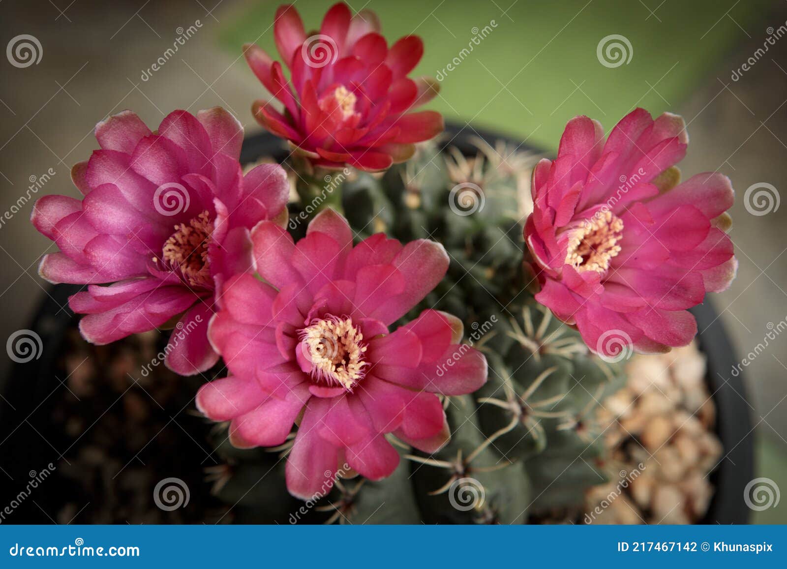 Close Up Red Flowe Gymnocalycium Baldianum Cactus Stock Photo - Image ...
