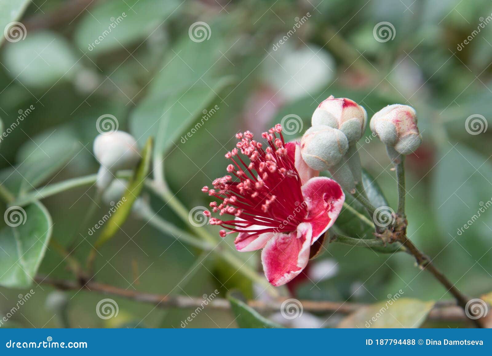 Flower Of The Feijoa Or Pineapple Guava Is A Plant From The Myrtle ...