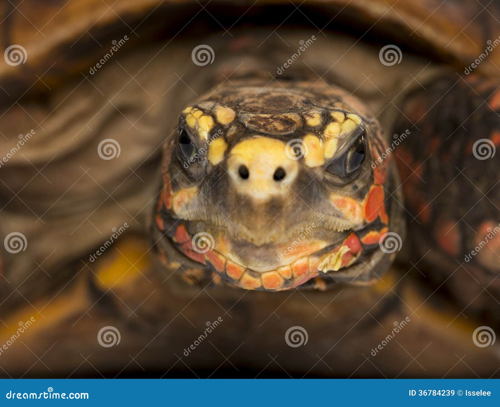 Close-up of a Red-footed Tortoise Facing Stock Image - Image of ...