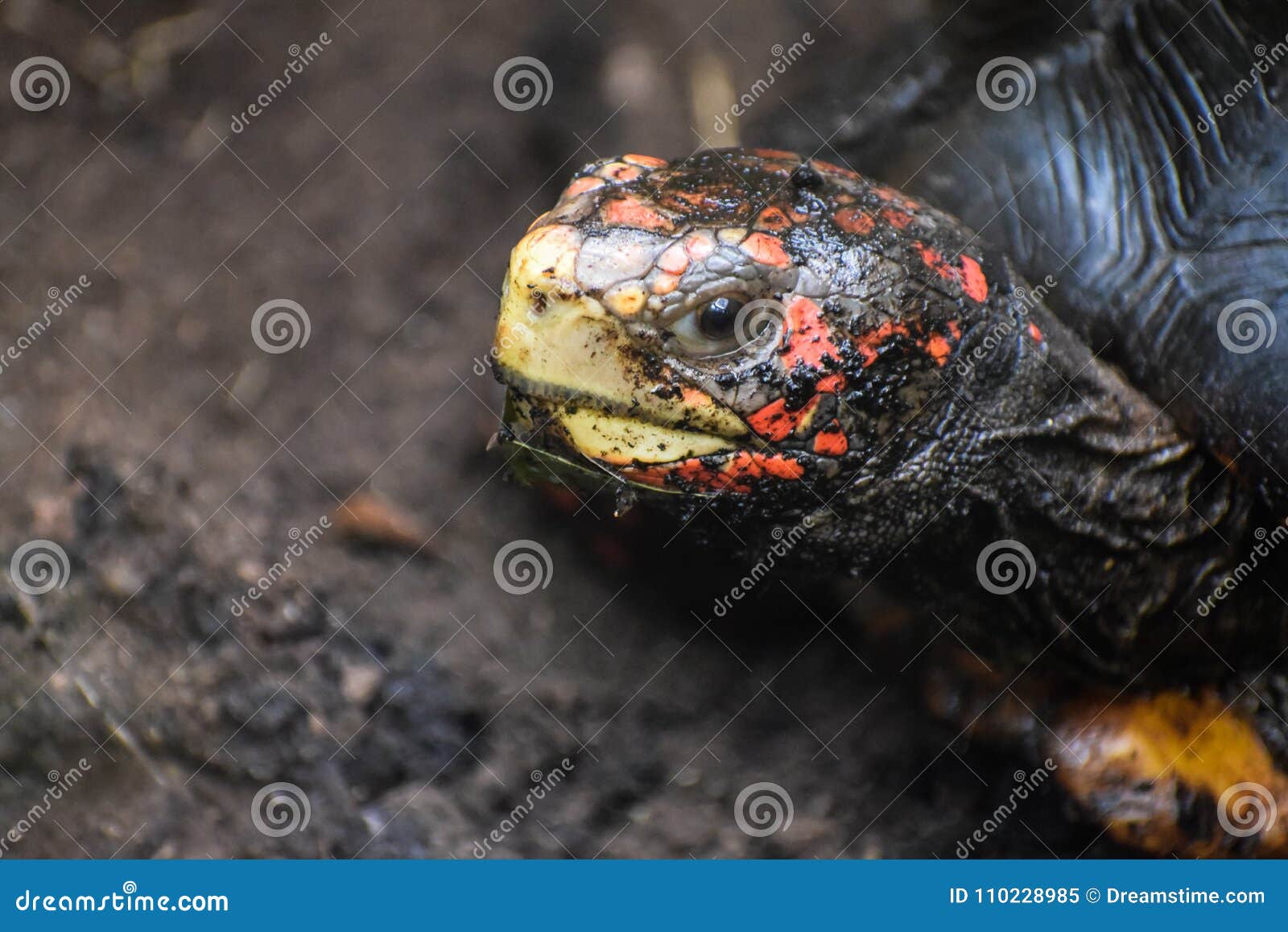 Red Footed Tortoise stock image. Image of shell, footed - 110228985