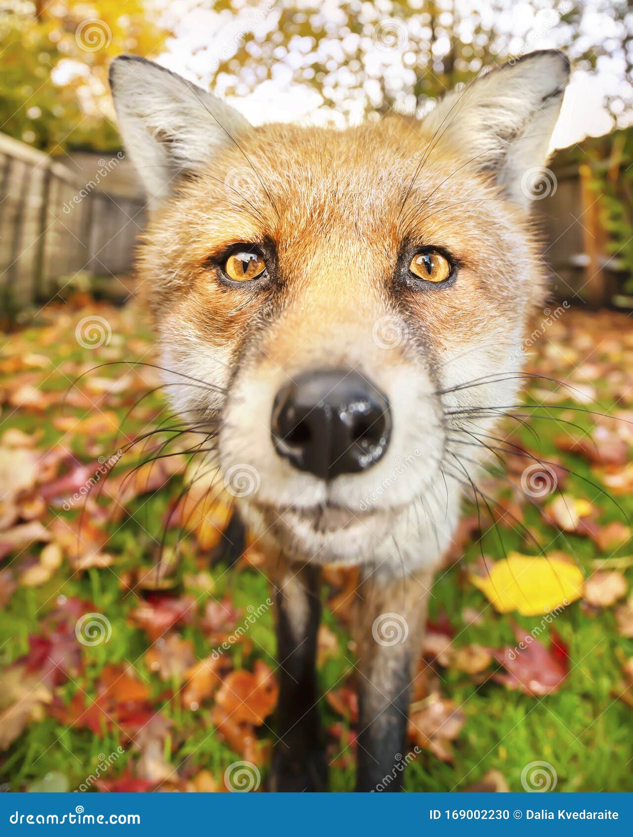 Close Up of a Red Fox in Autumn Stock Photo - Image of habitat ...