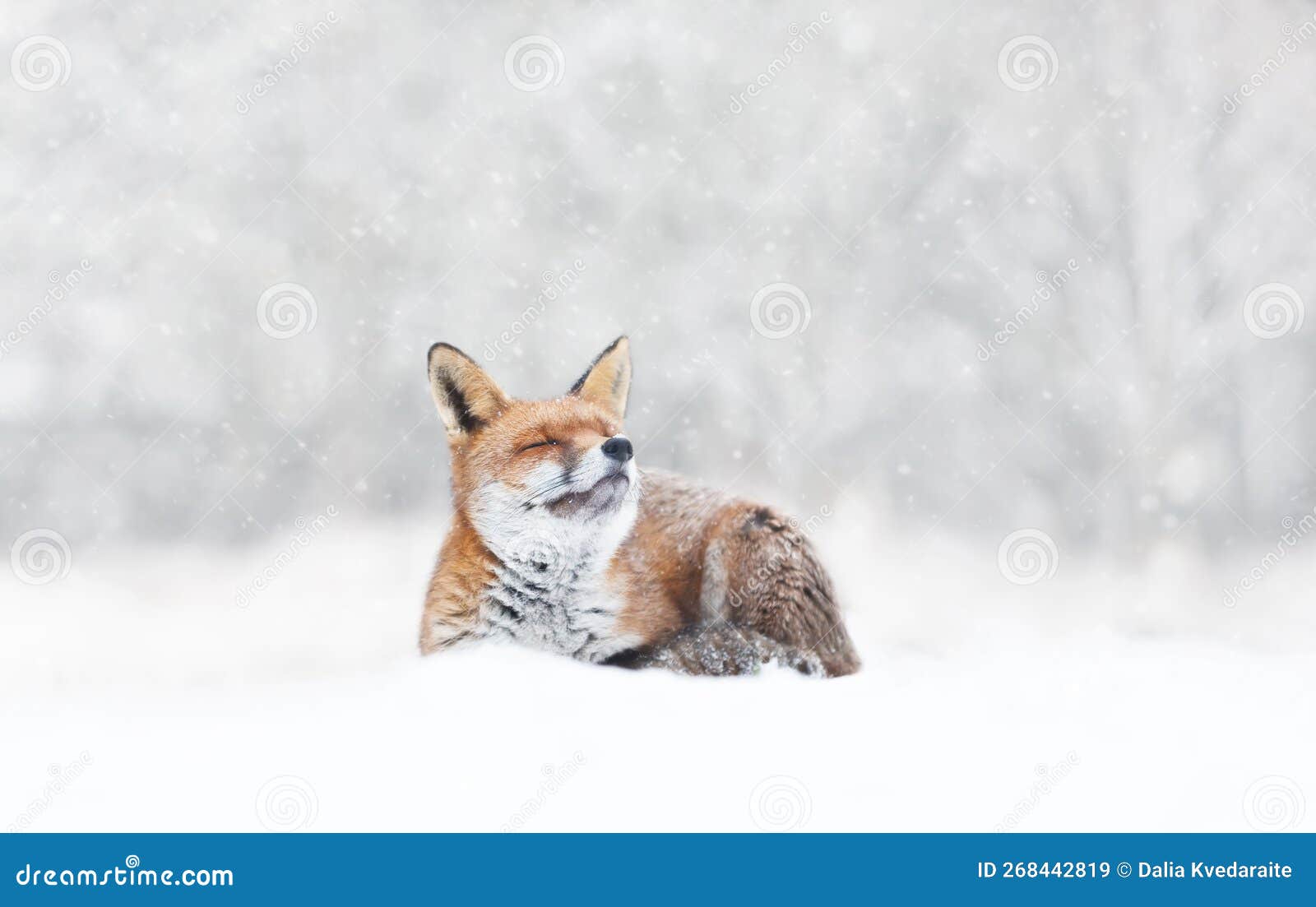 Close-up of a Red Fox Enjoying Falling Snow in Winter Stock Image ...