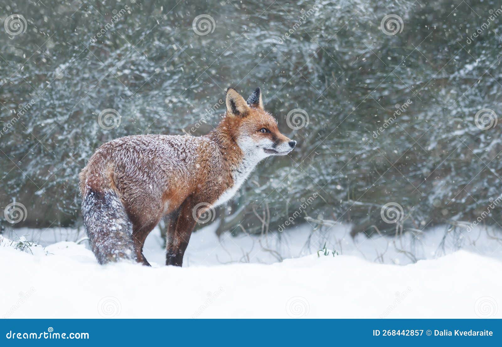 Close-up of a Red Fox in the Falling Snow Stock Image - Image of nose ...