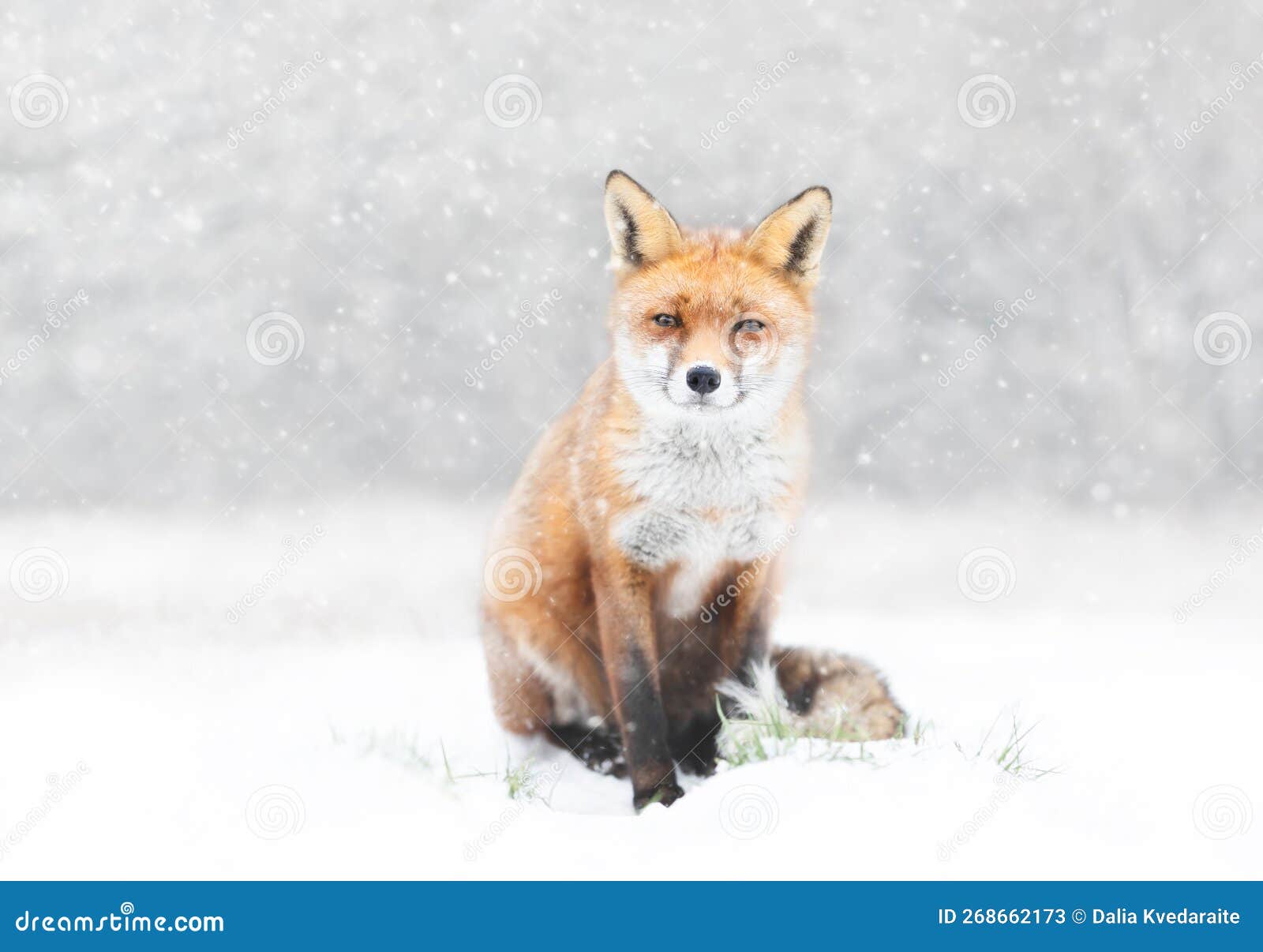 Close-up of a Red Fox in the Falling Snow Stock Image - Image of cute ...