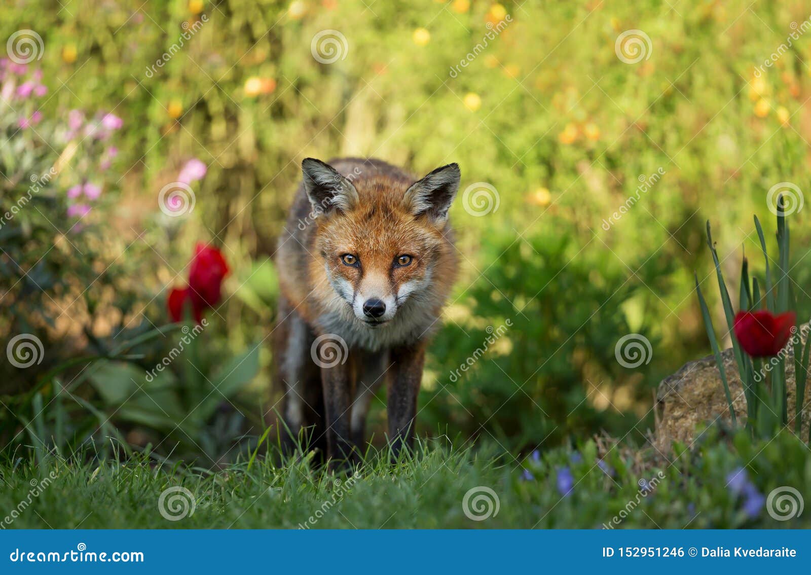 Close Up of a Red Fox among Flowers Stock Photo - Image of canine ...