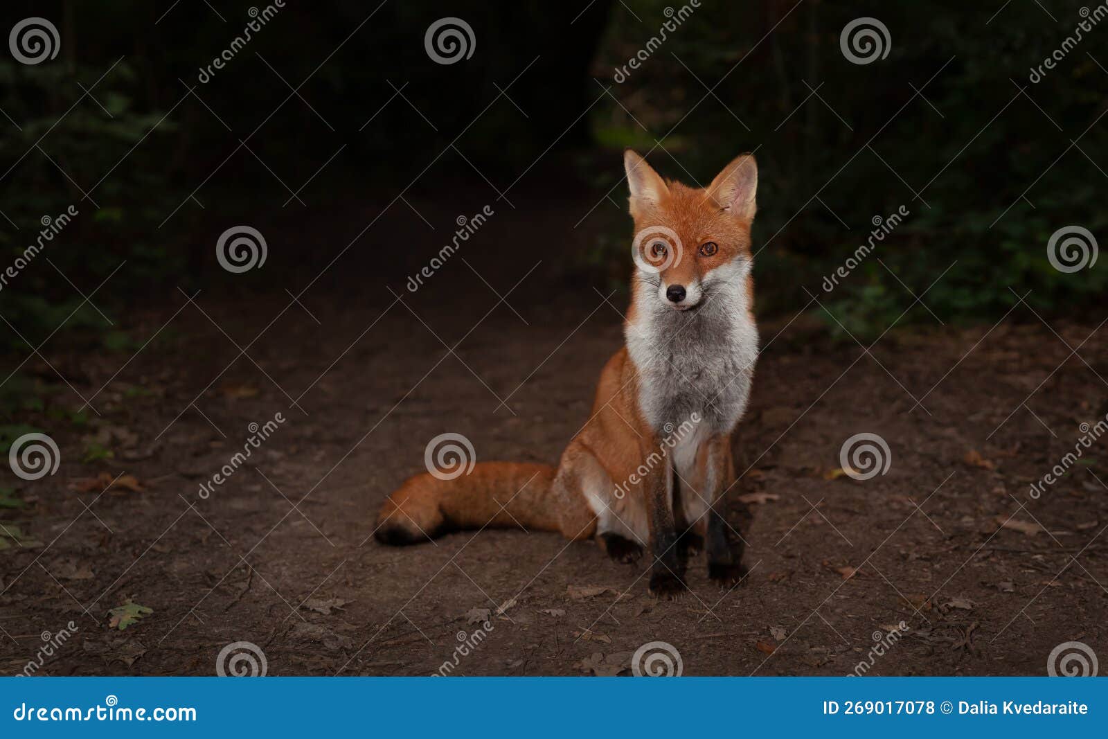 Close Up of a Red Fox in a Forest at Night Stock Photo - Image of ...