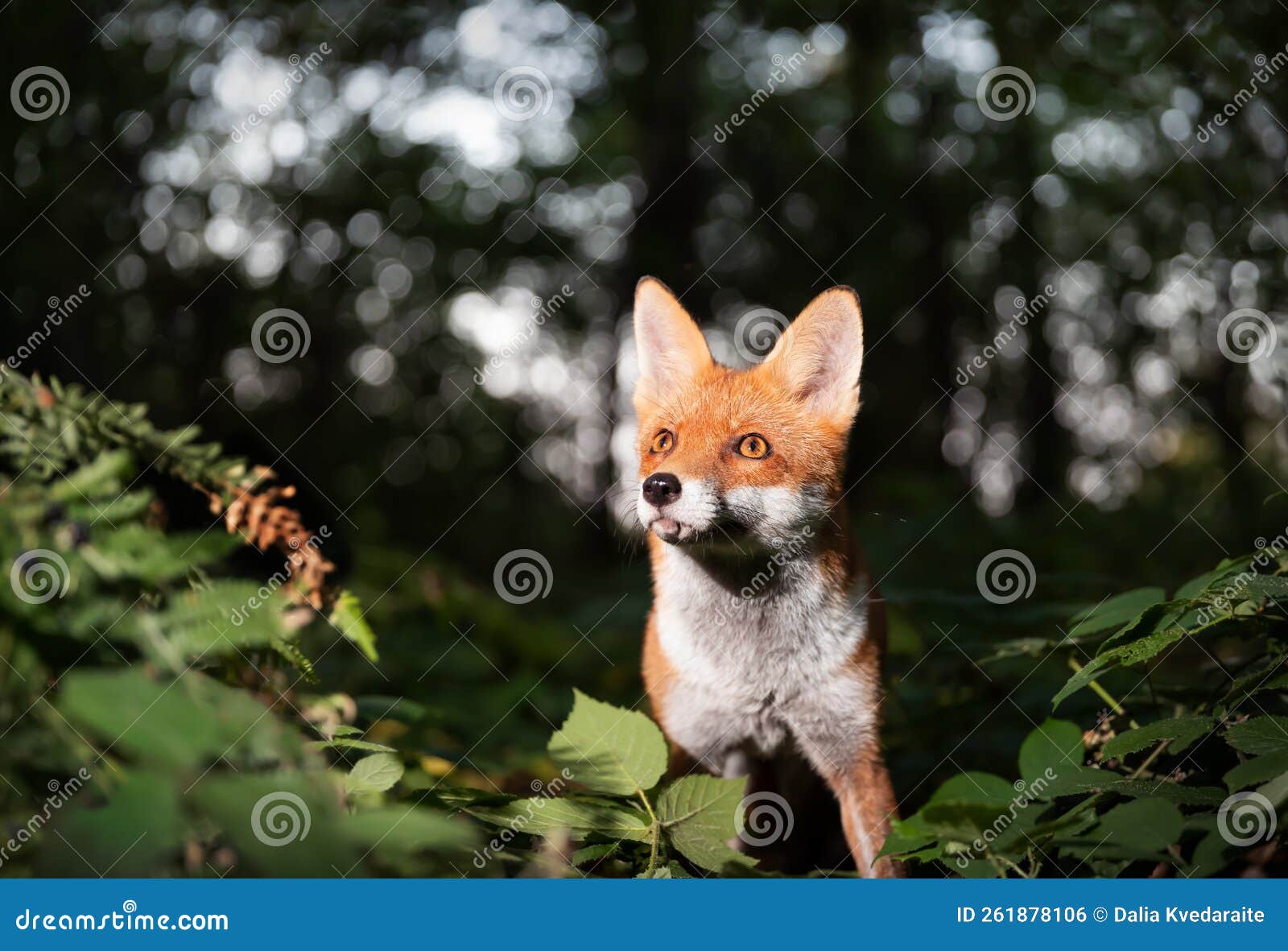 Close Up of a Red Fox in Forest Stock Photo - Image of portrait, fall ...