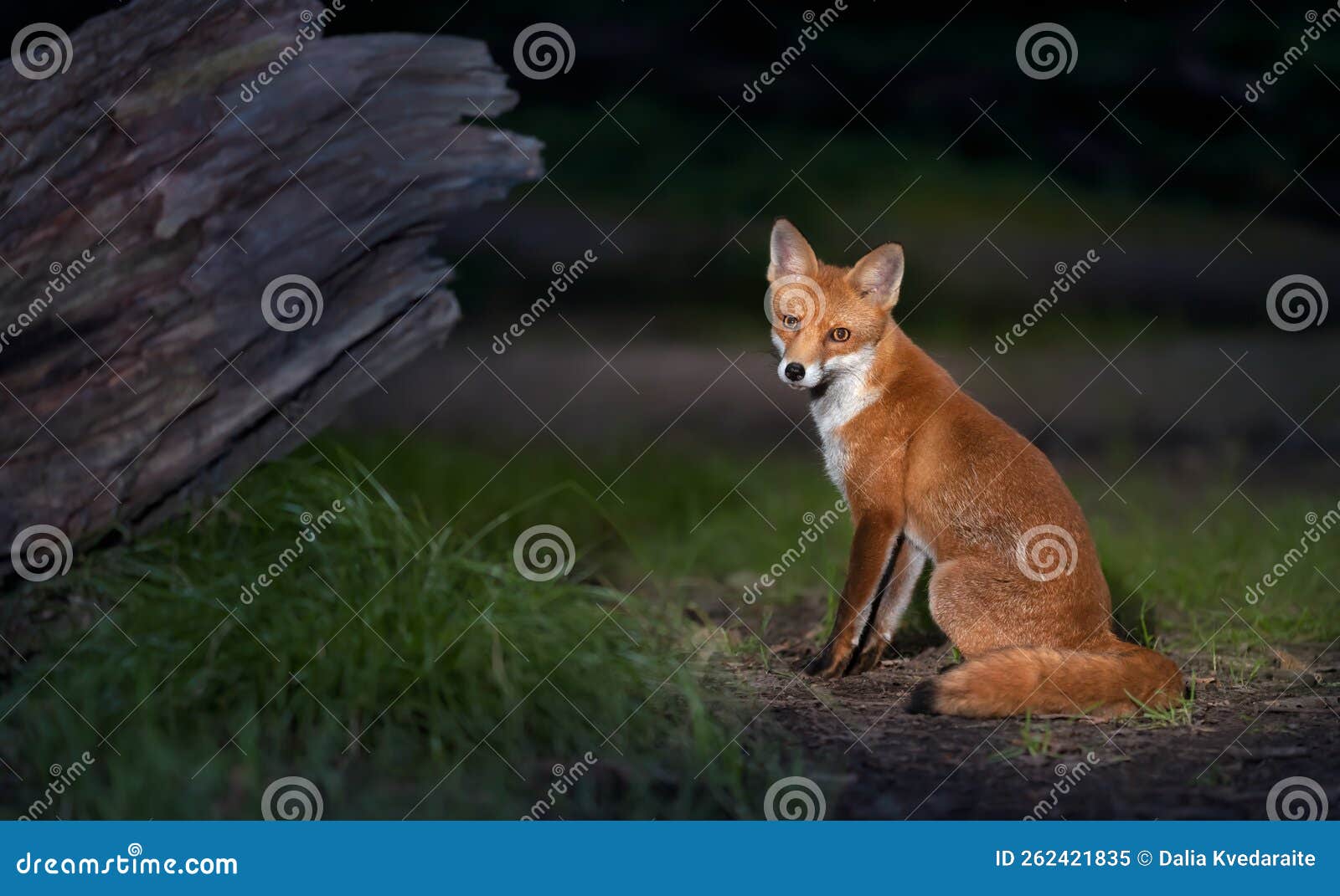 Close Up of a Red Fox in a Forest Stock Image - Image of closeup ...