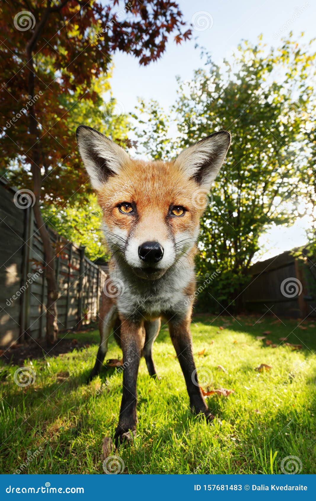 Close Up of a Red Fox at Sunset Stock Image - Image of mammal, habitat ...