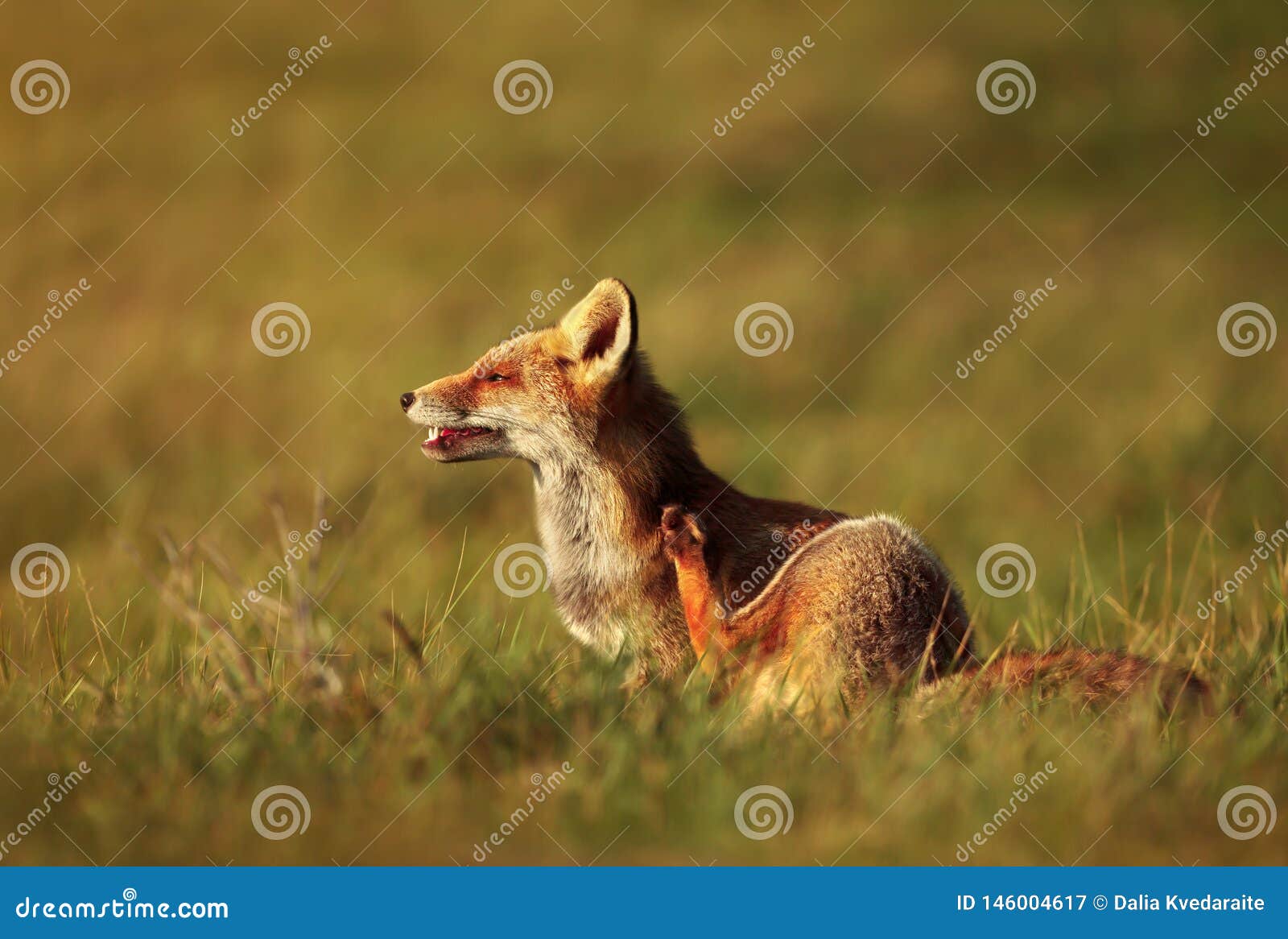 Close Up of a Red Fox Grooming in the Sunshine Stock Image - Image of ...
