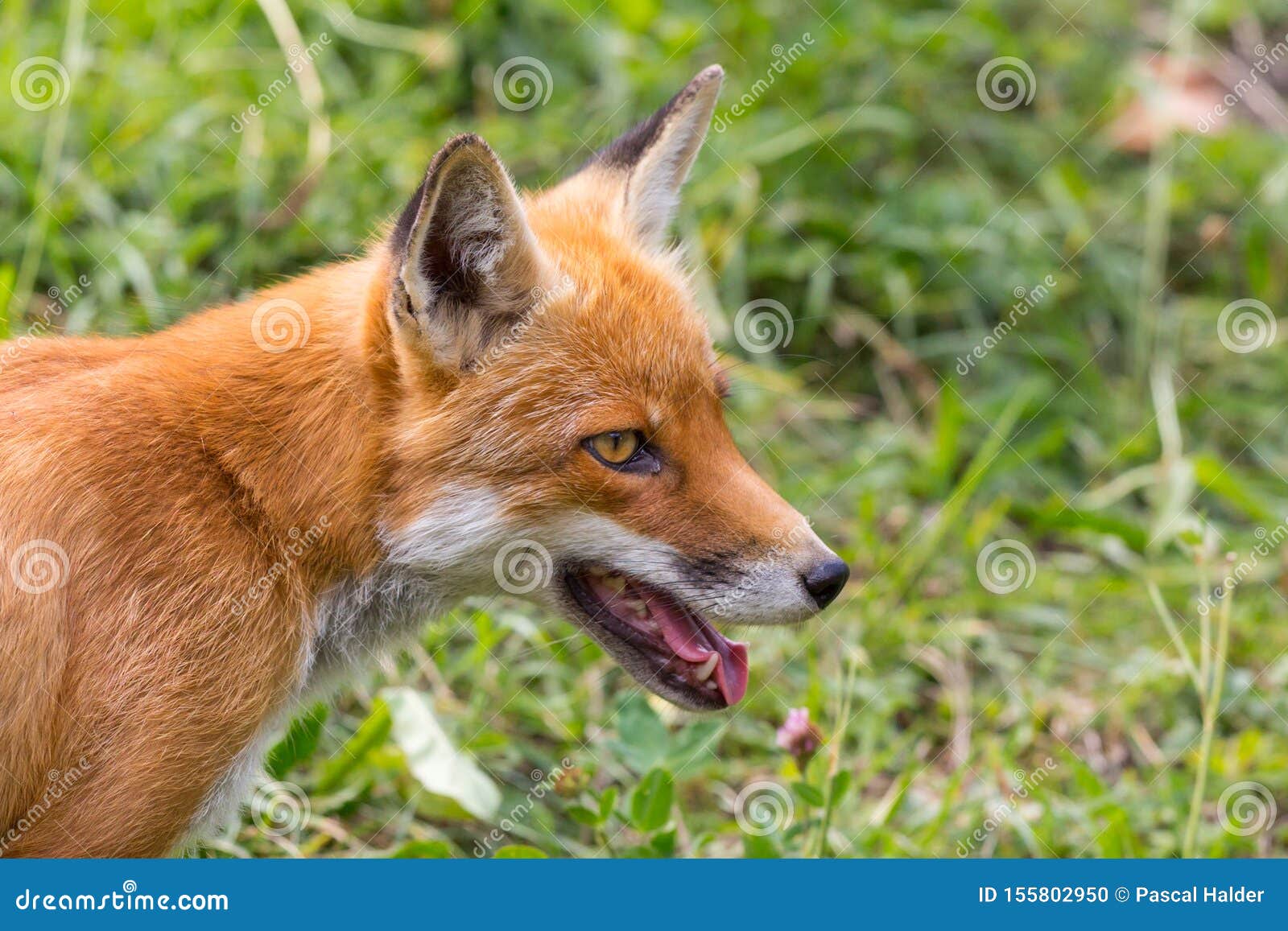 Close-up Red Fox Head Vulpes in Green Meadow Stock Photo - Image of ...