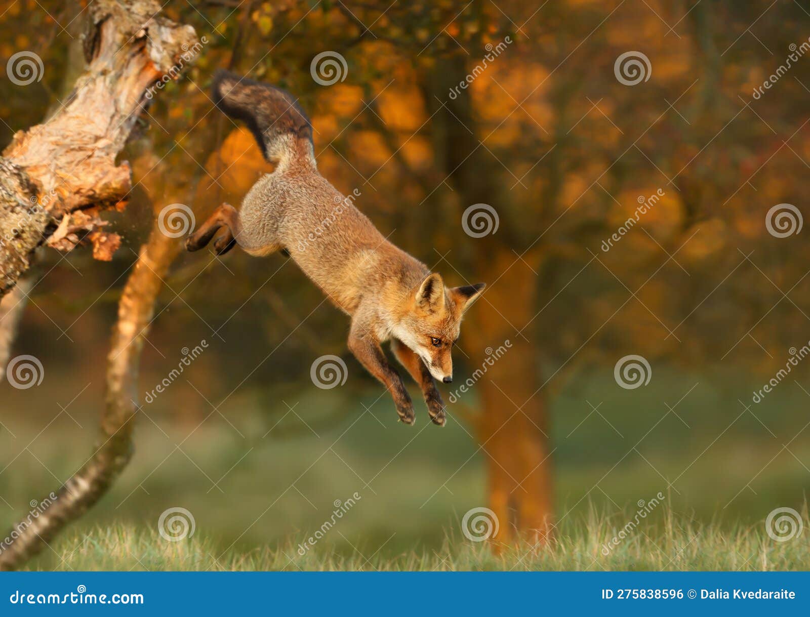 Close Up of a Red Fox Jumping from a Tree Stock Photo - Image of ...
