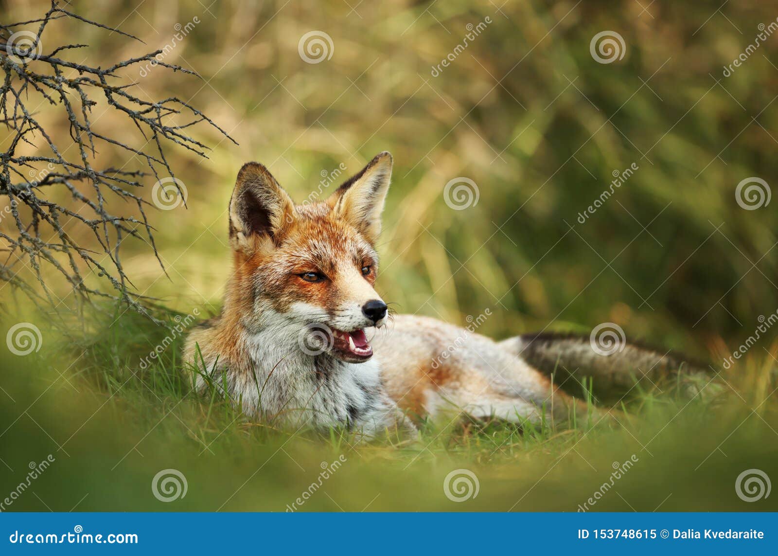 Close Up of a Red Fox Laying on Grass Stock Image - Image of behavior ...
