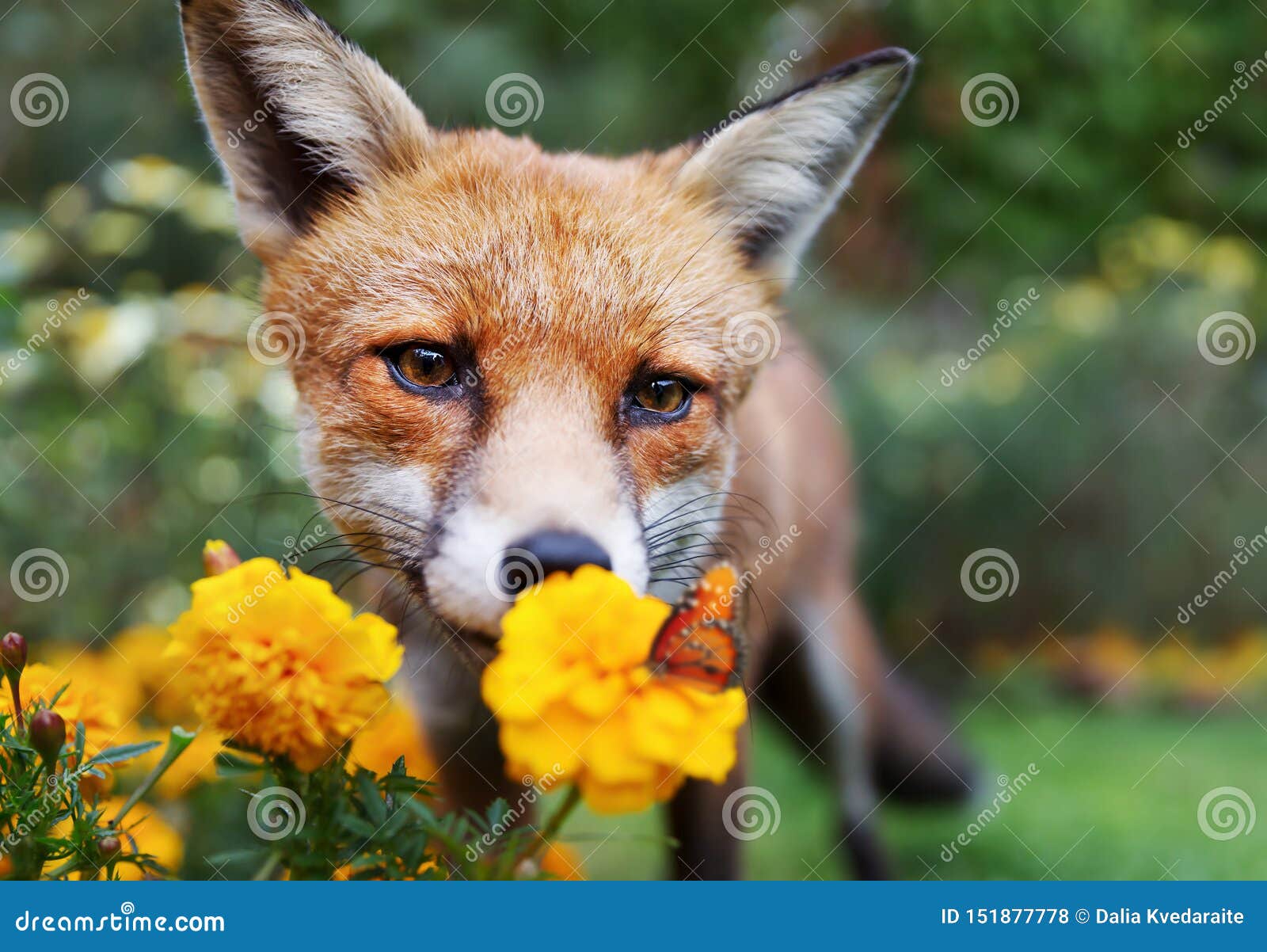 Close Up of a Red Fox Looking at Butterfly Stock Photo - Image of adult ...