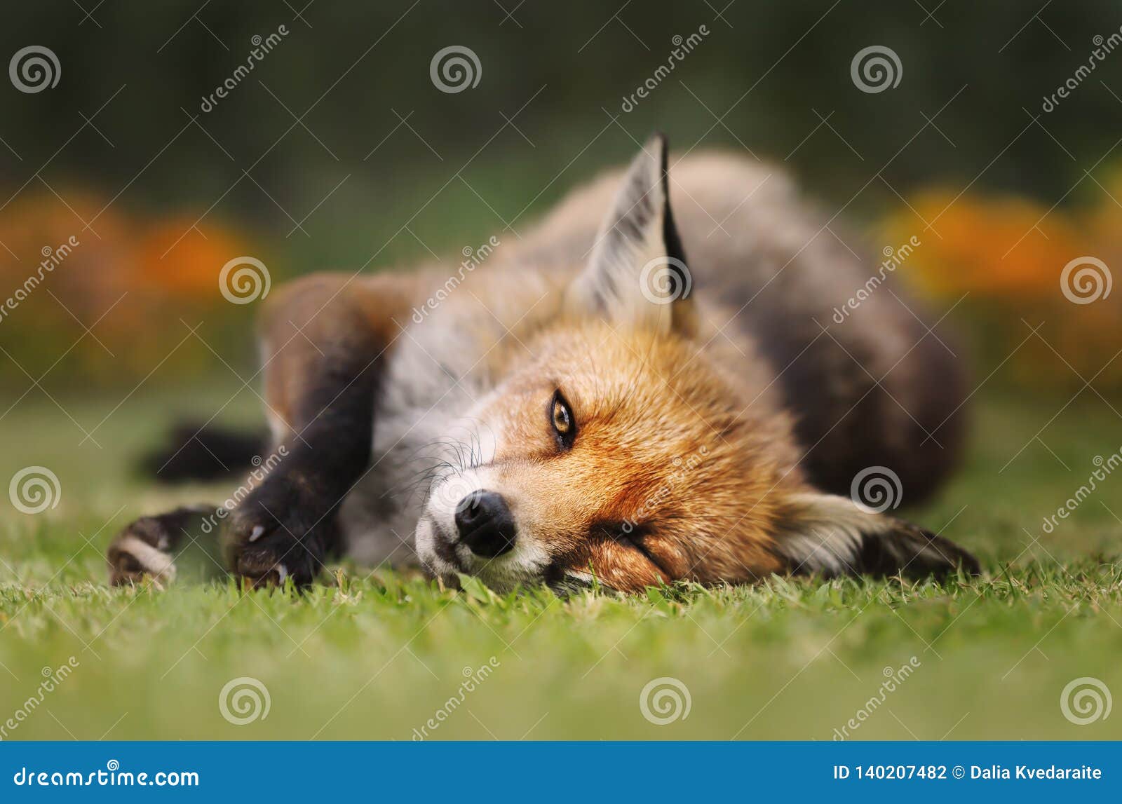 Close Up of a Red Fox Lying on the Grass Stock Photo - Image of ...