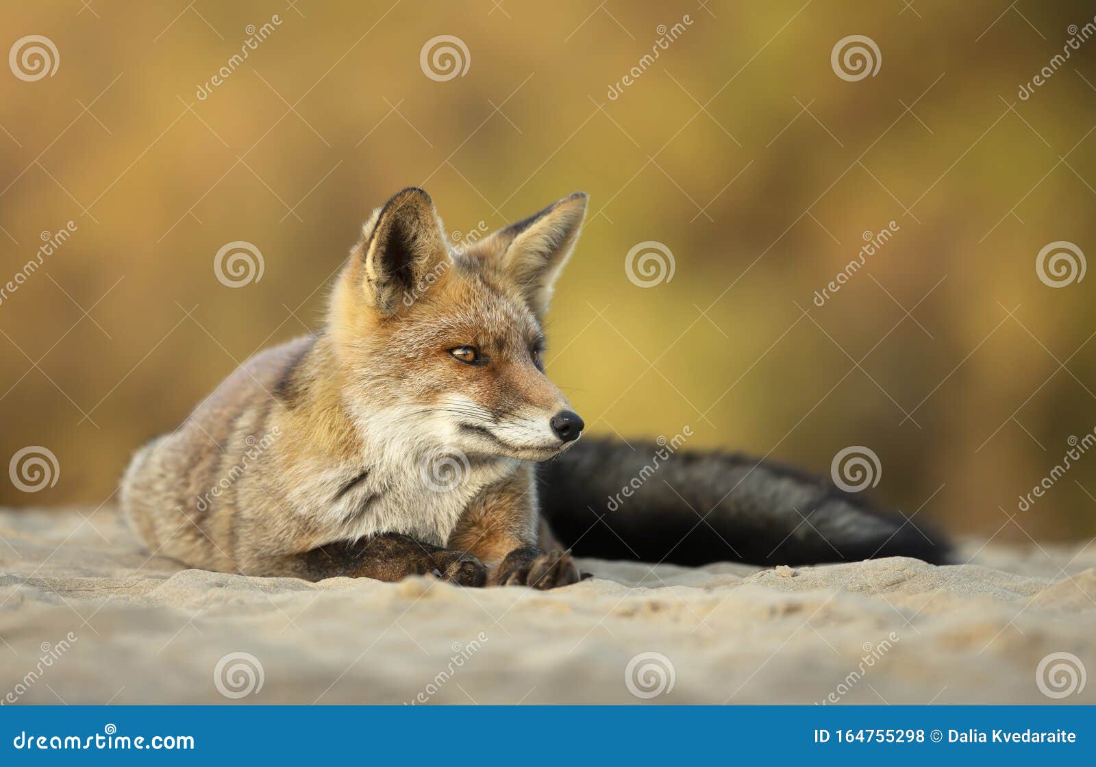 Close Up of a Red Fox Lying on Sand Stock Photo - Image of animal ...