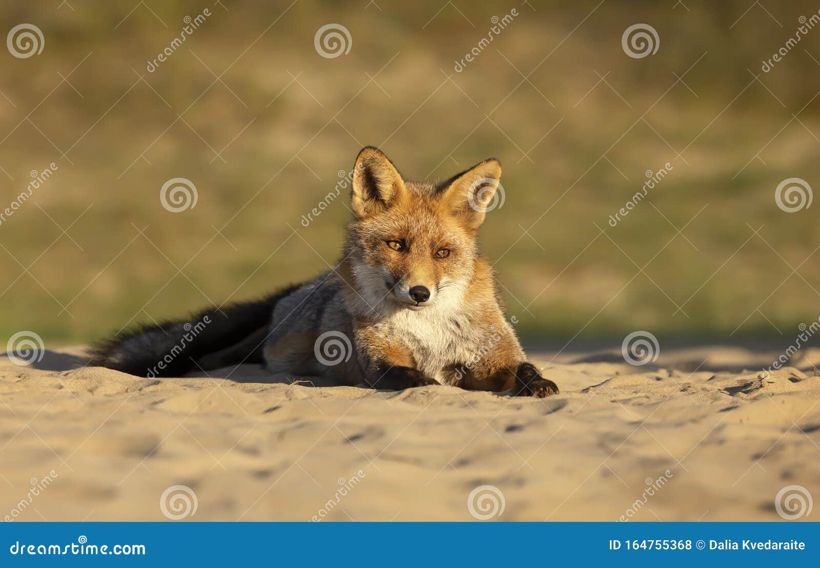 Close Up of a Red Fox Lying on Sand Stock Photo - Image of animal ...