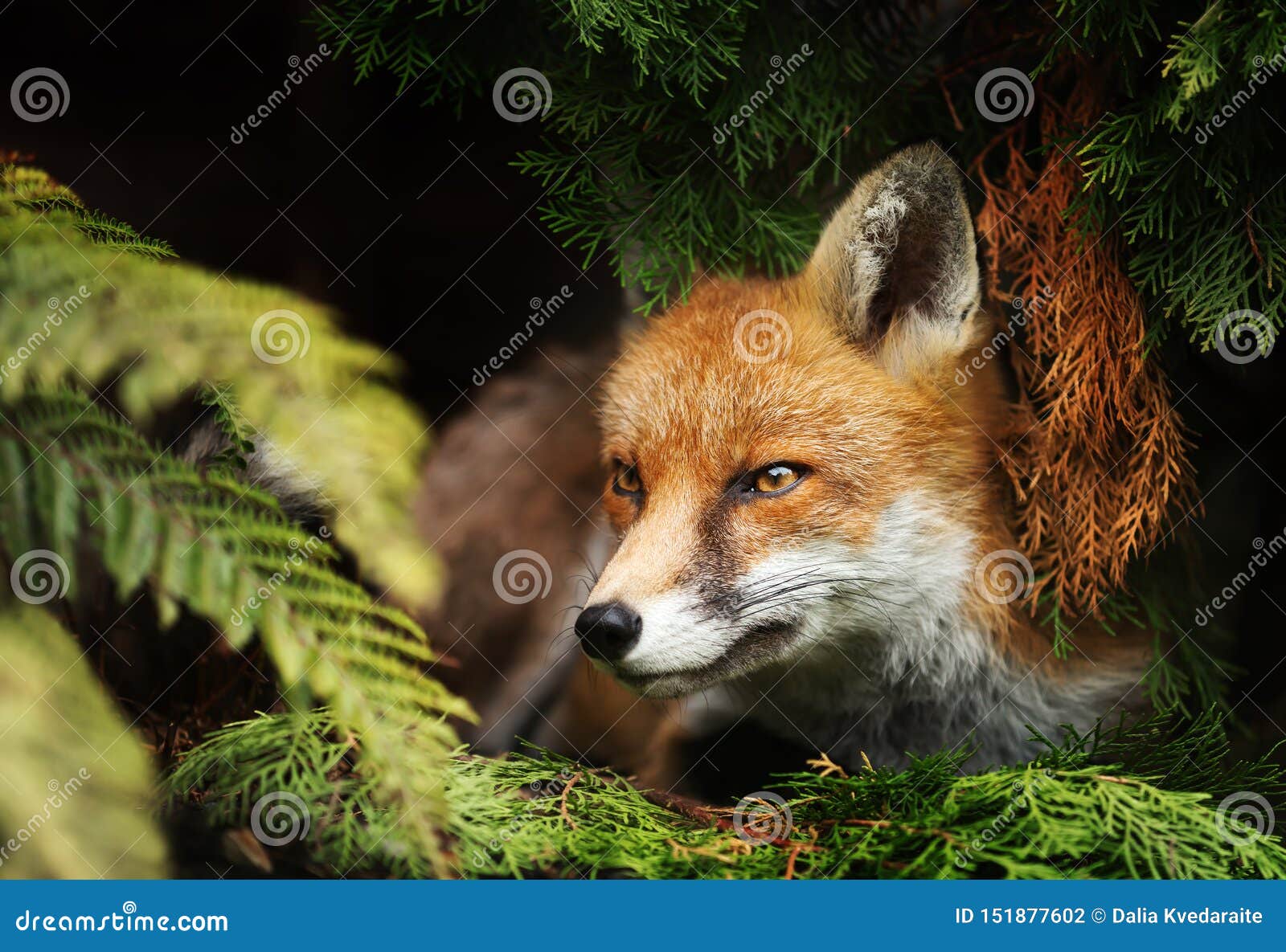 Close Up of a Red Fox Lying Under a Tree Stock Photo - Image of lying ...