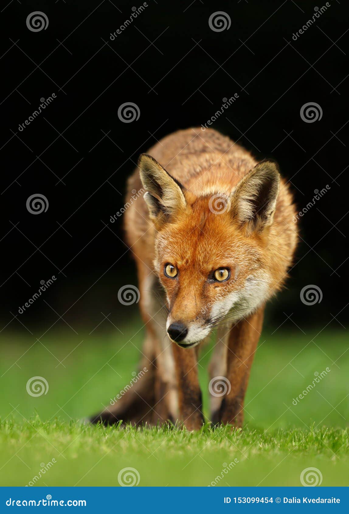 Close Up of a Red Fox in a Meadow Stock Photo - Image of portrait ...