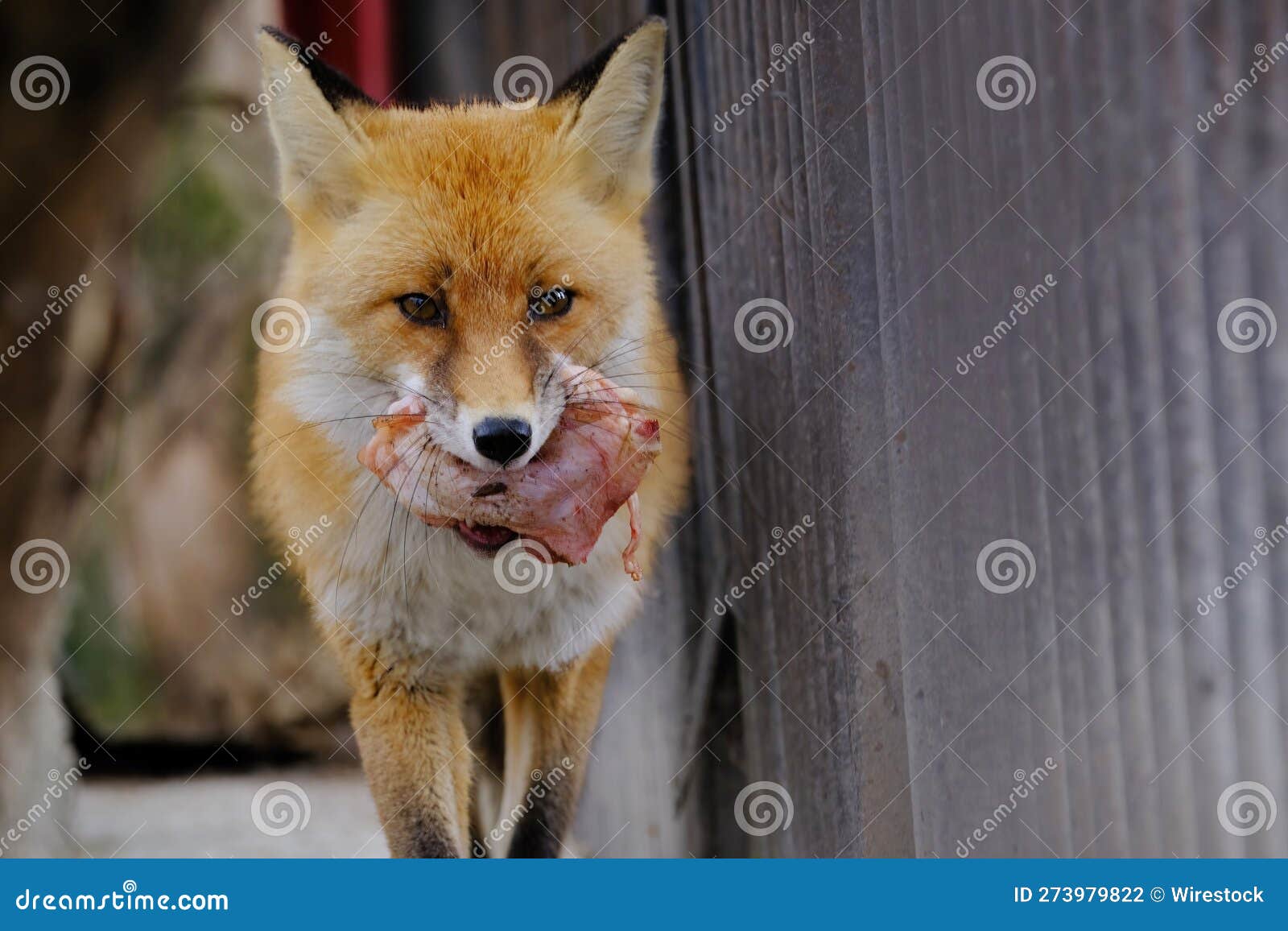 Close-up of a Red Fox with a Piece of Raw Meat in Its Mouth Stock Photo ...