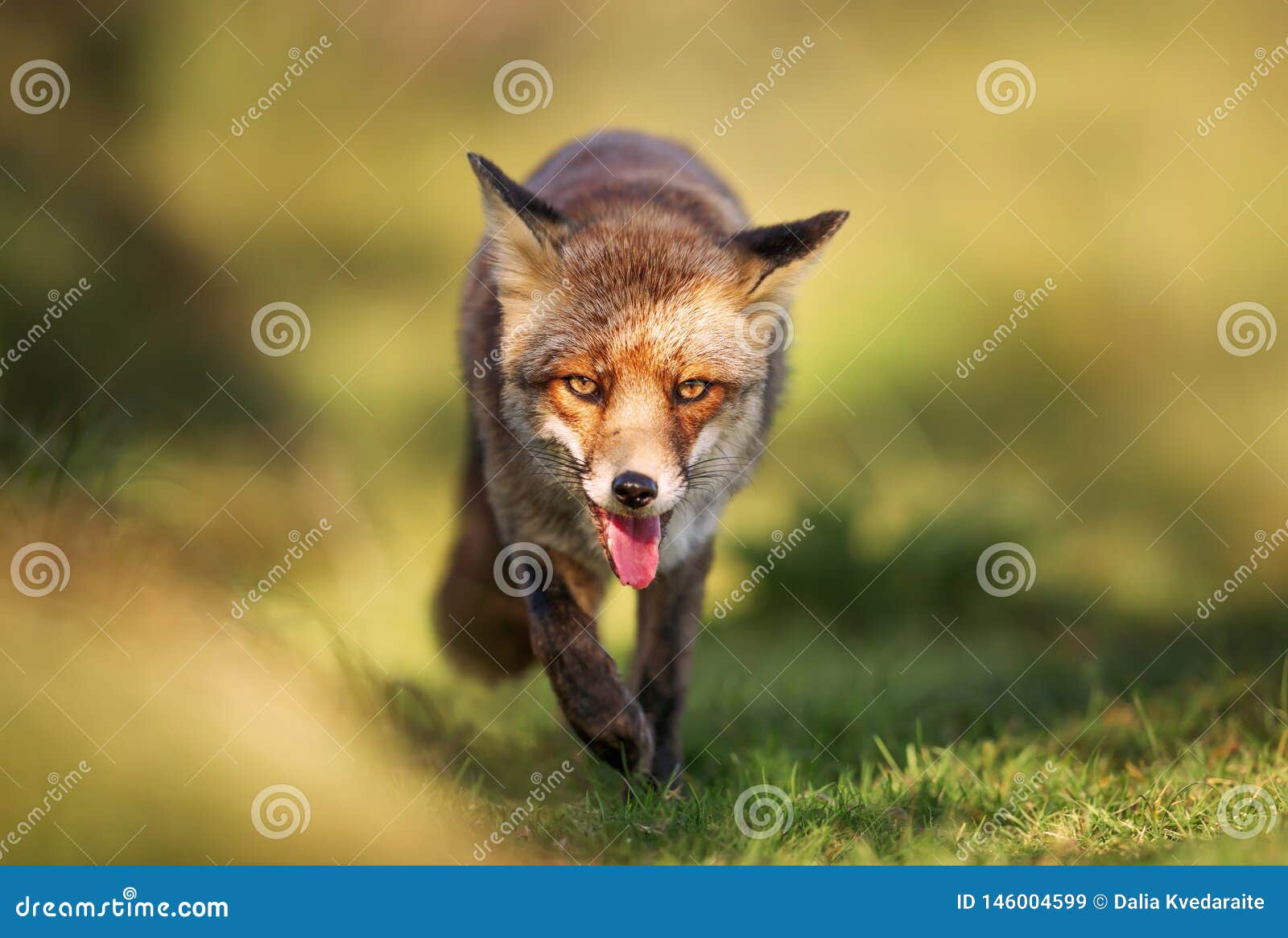 Close Up of a Red Fox Running Stock Image - Image of dunes, mammal ...
