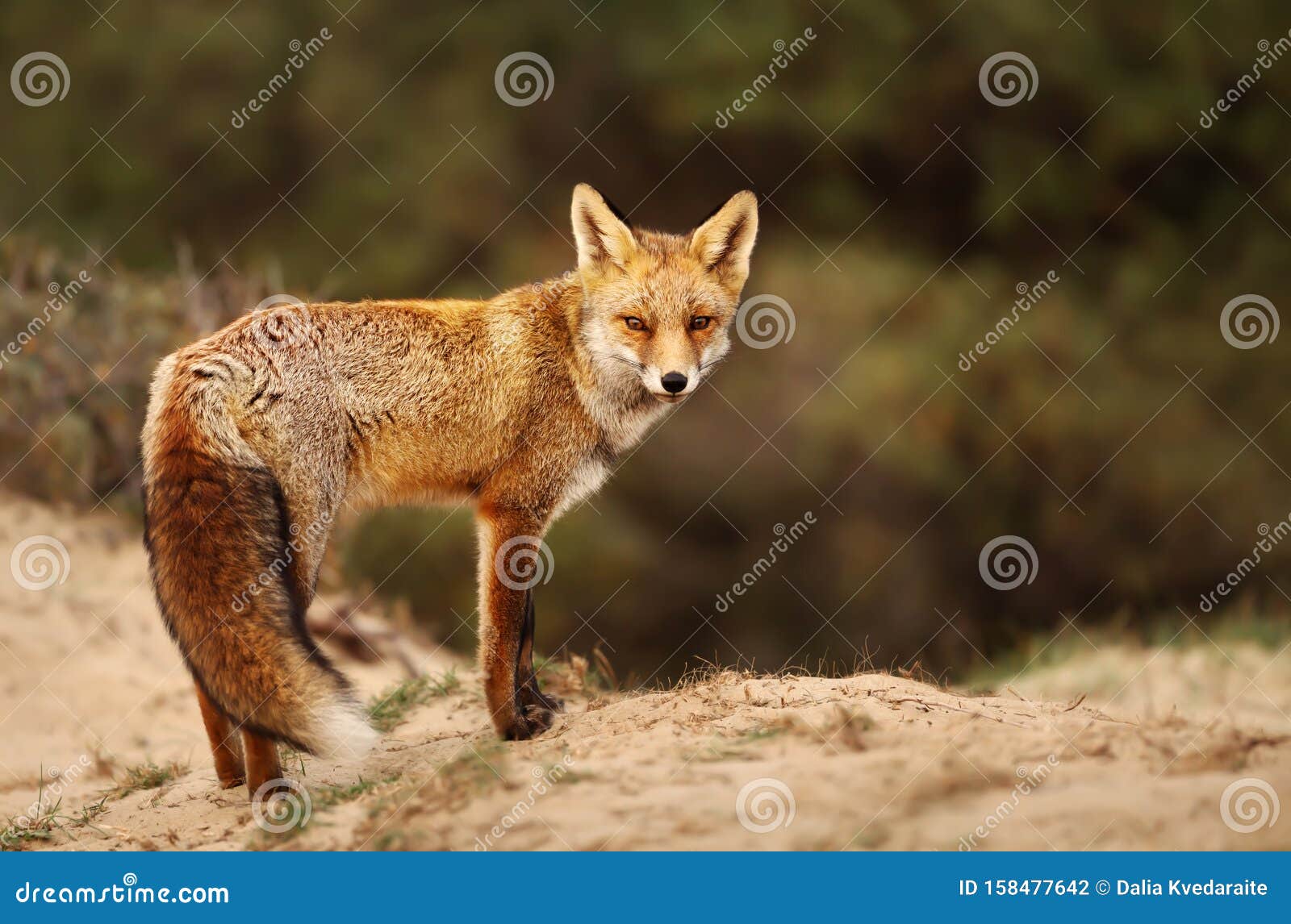Close Up of a Red Fox in Sand Dunes Stock Photo - Image of beautiful ...
