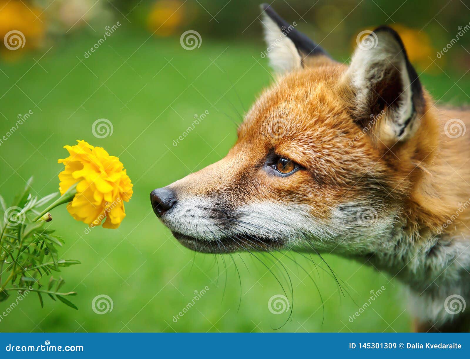 Close Up of a Red Fox Smelling Marigold Flower Stock Image - Image of ...