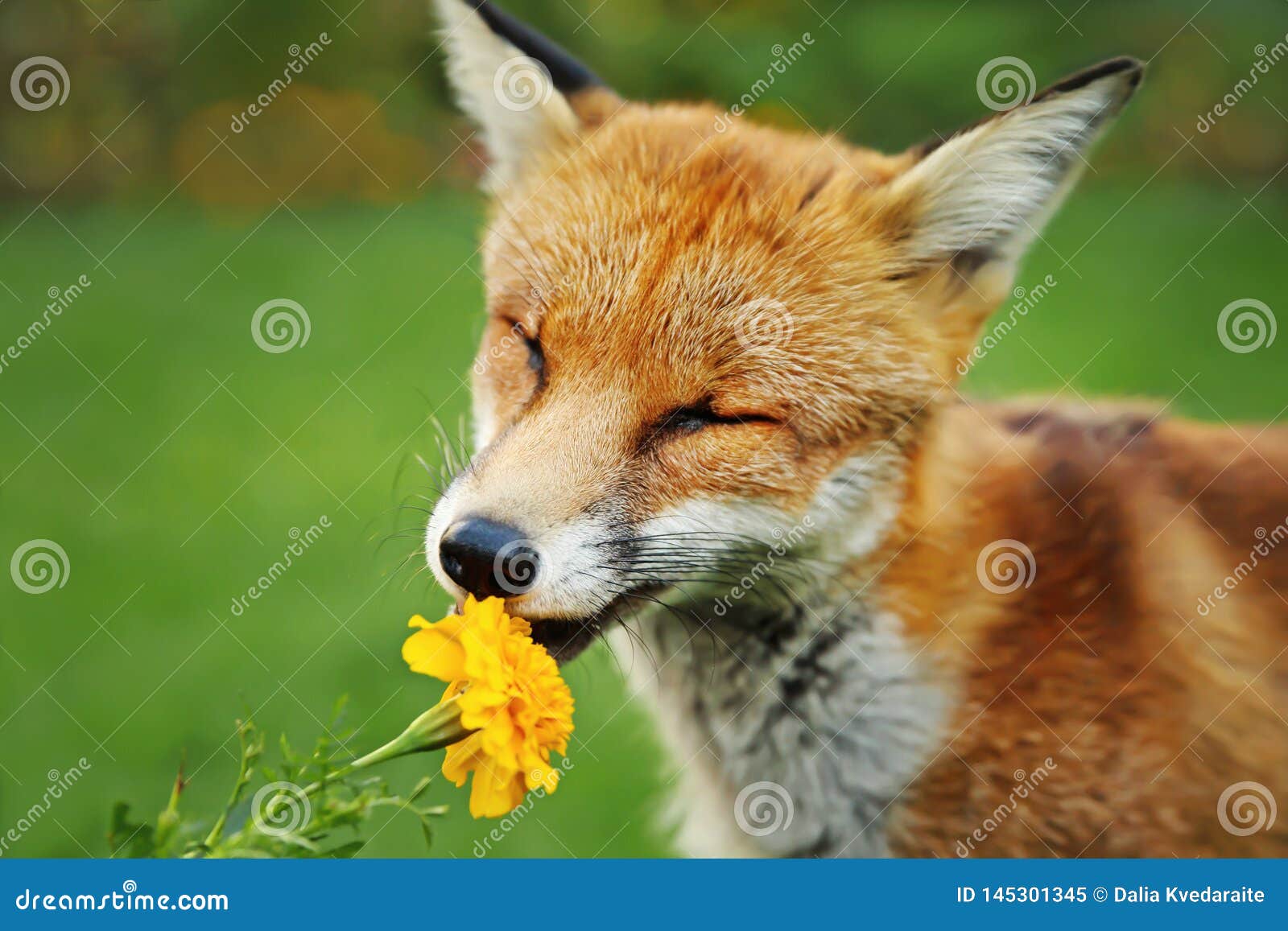 Close Up of a Red Fox Smelling Marigold Flower Stock Image - Image of ...