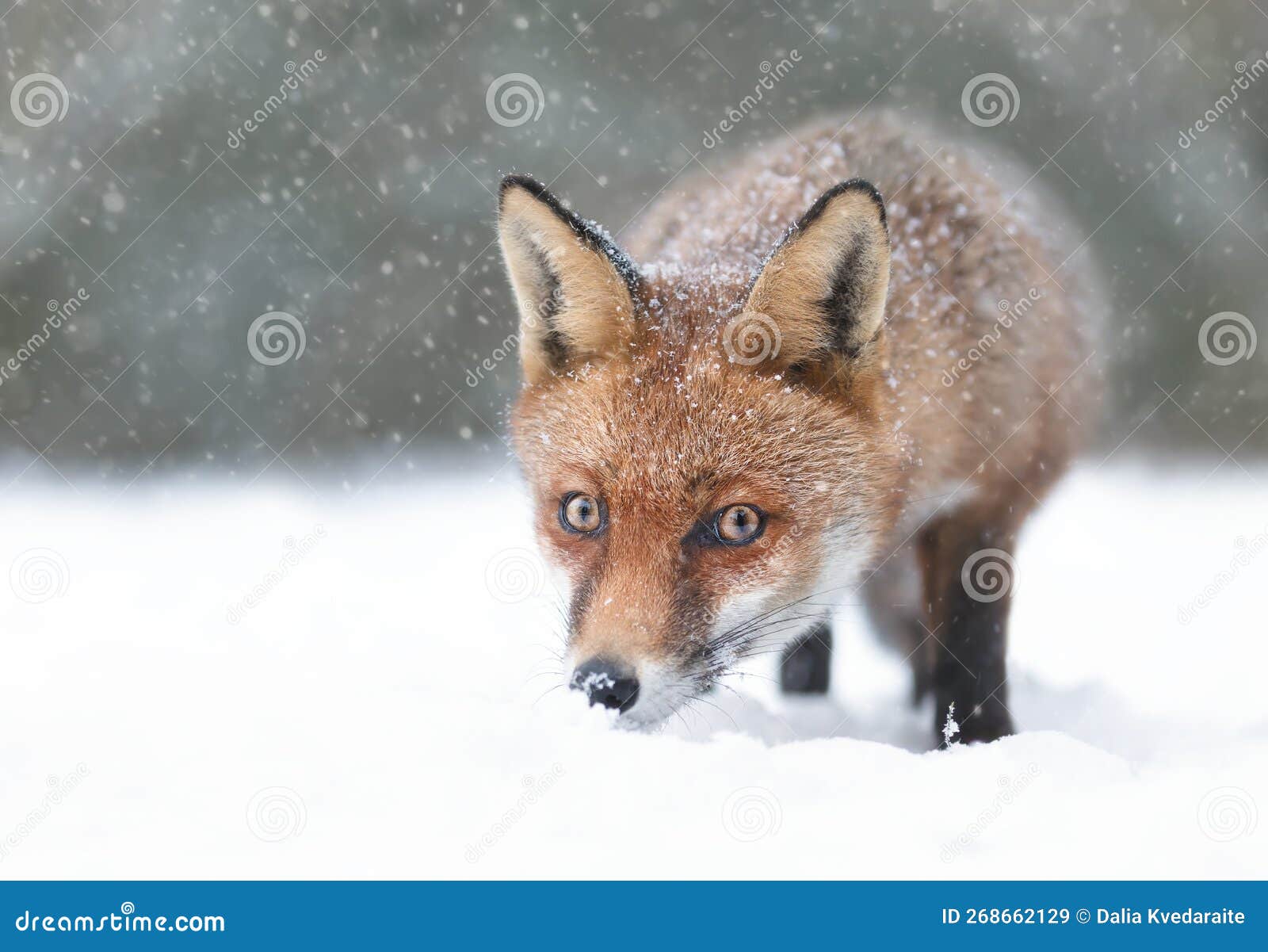 Close-up of a Red Fox in Snow Stock Image - Image of orange, snow ...