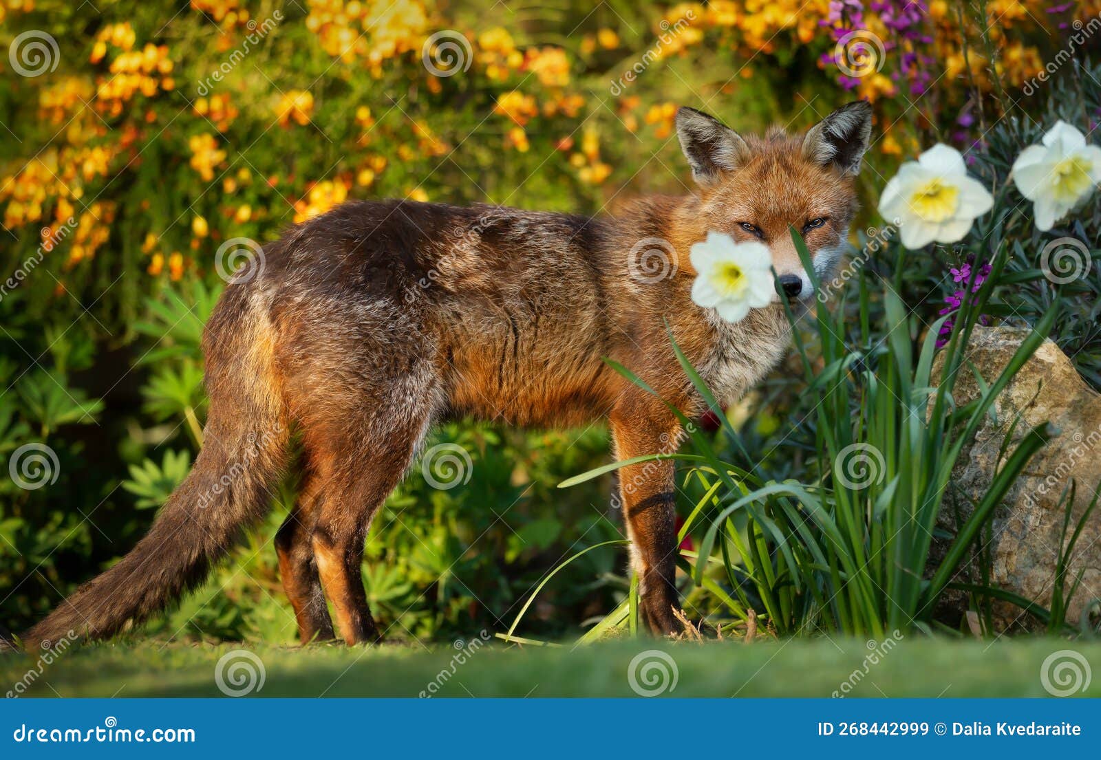 Close Up of a Red Fox in Spring Stock Image - Image of nature, cheeky ...