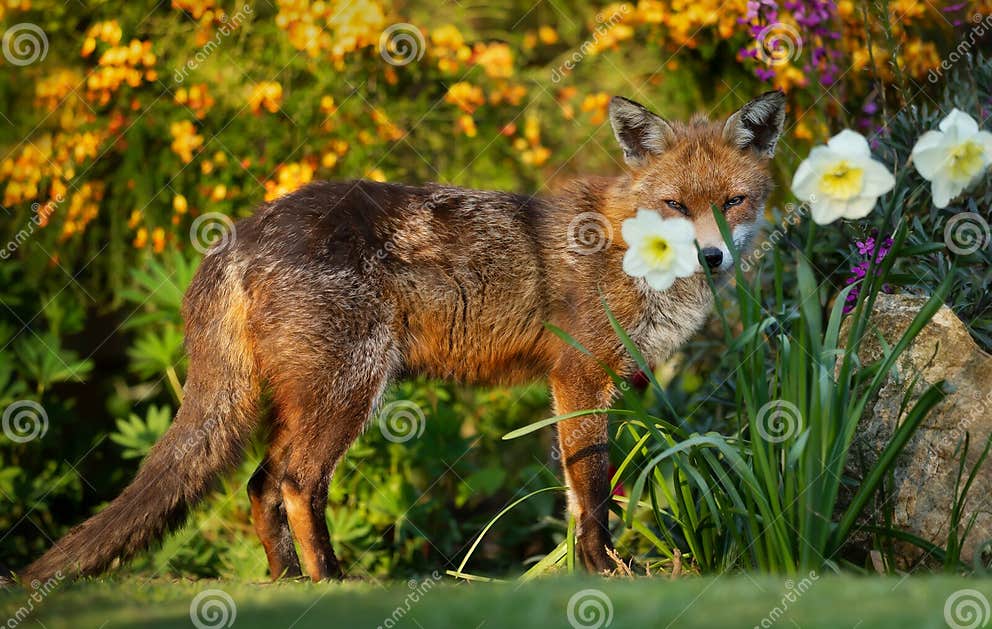 Close Up of a Red Fox in Spring Stock Image - Image of nature, cheeky ...