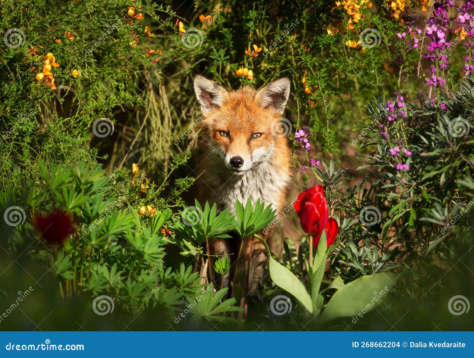 Close Up of a Red Fox in Spring Stock Photo - Image of cute, carnivore ...