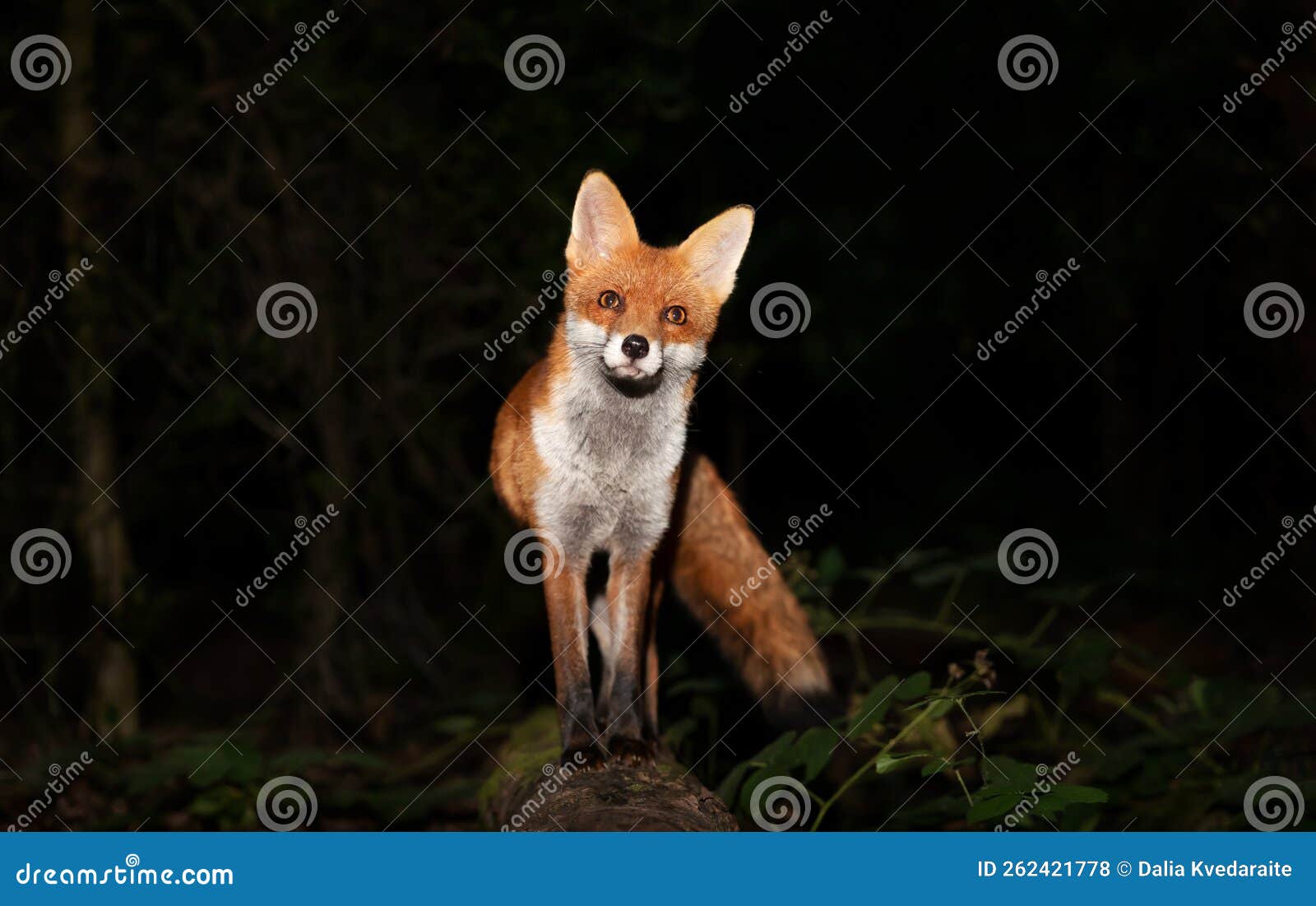 Close Up of a Red Fox Standing on a Fallen Tree at Night Stock Photo ...