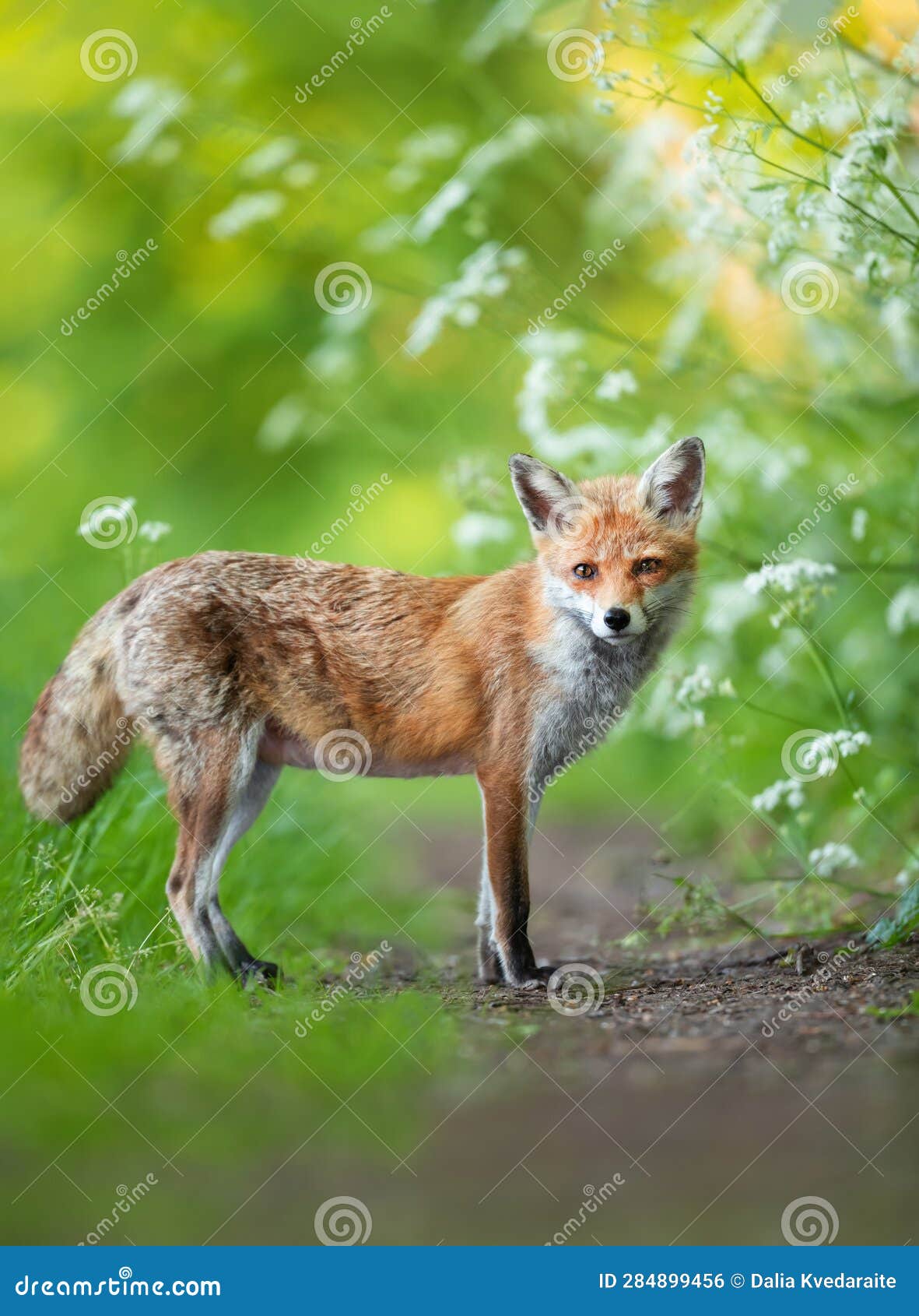 Close-up of a Red Fox Standing on a Forest Path Stock Photo - Image of ...
