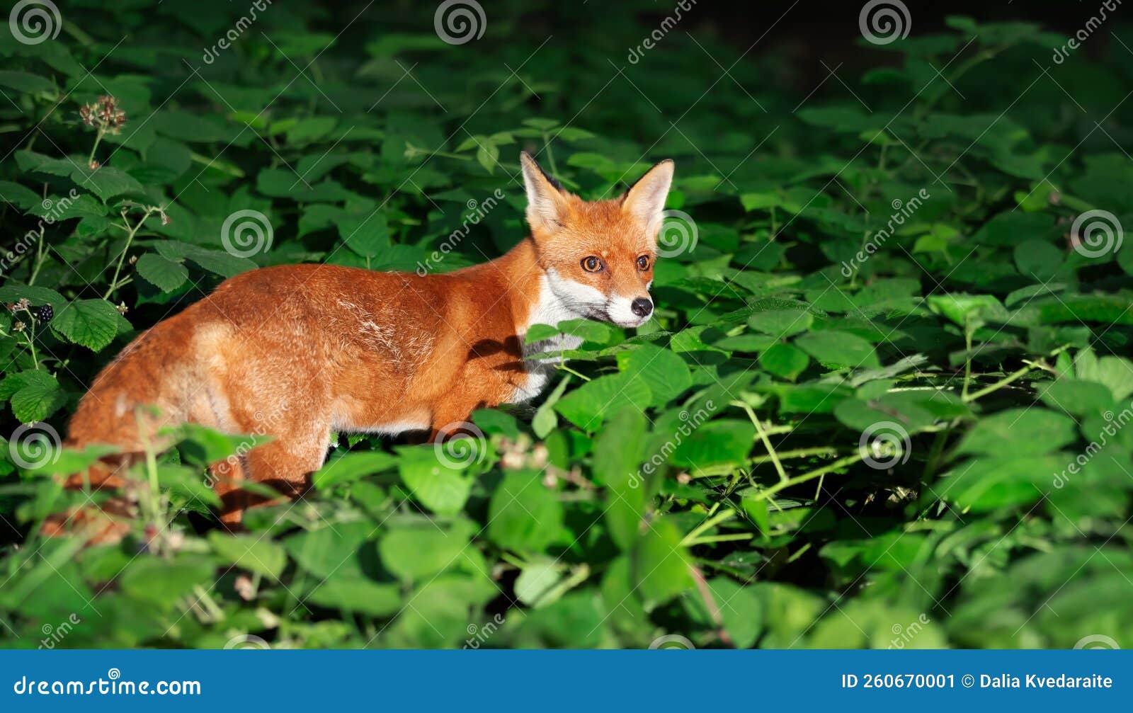 Close Up of a Red Fox Standing in a Forest Stock Image - Image of ...