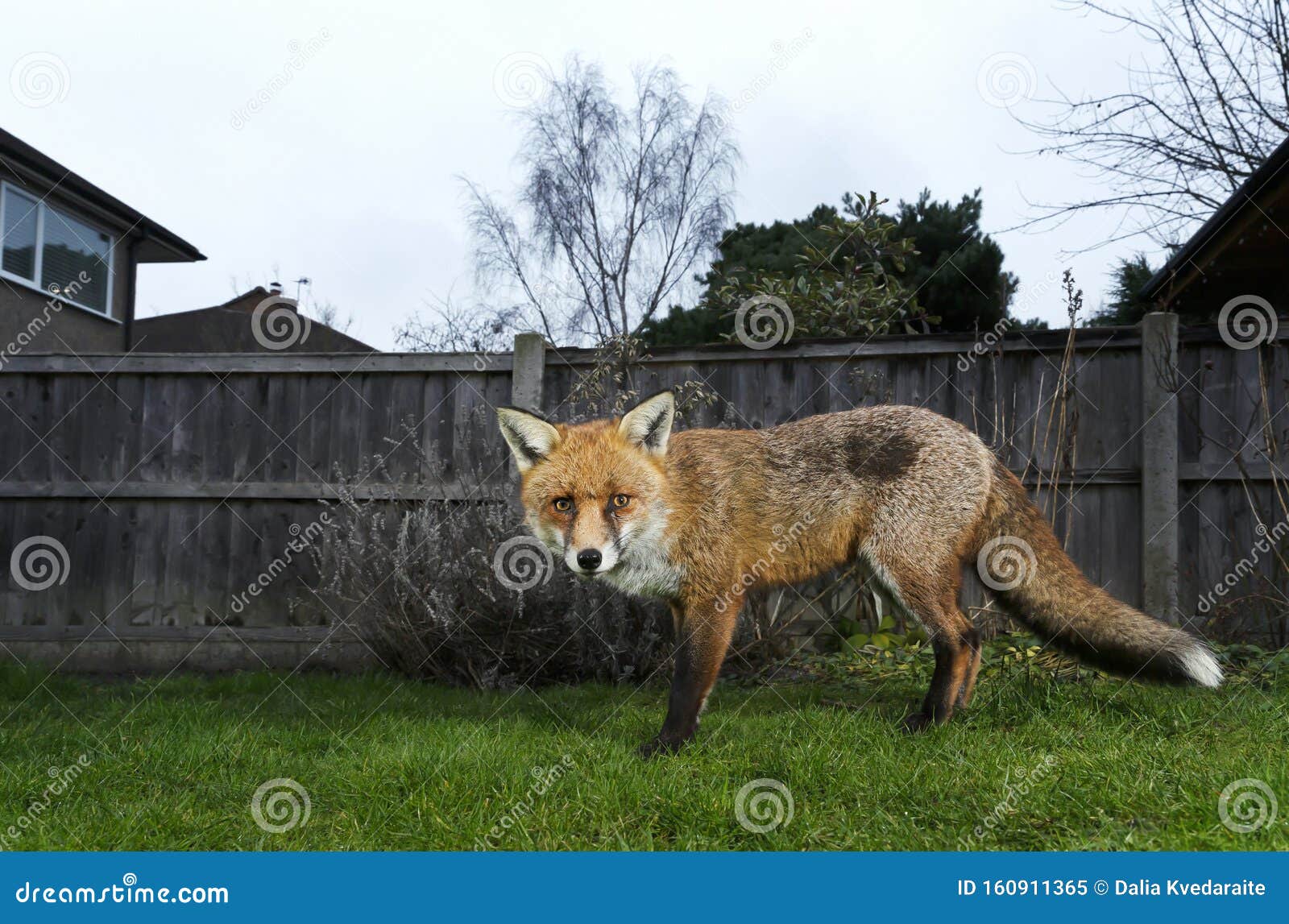 Close Up of a Red Fox Standing in the Garden Stock Image - Image of ...