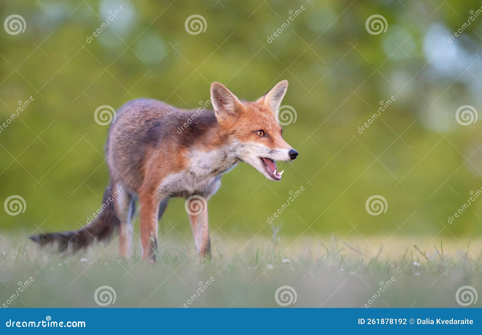 Close Up of a Red Fox Standing on Grass in Summer Stock Photo - Image ...
