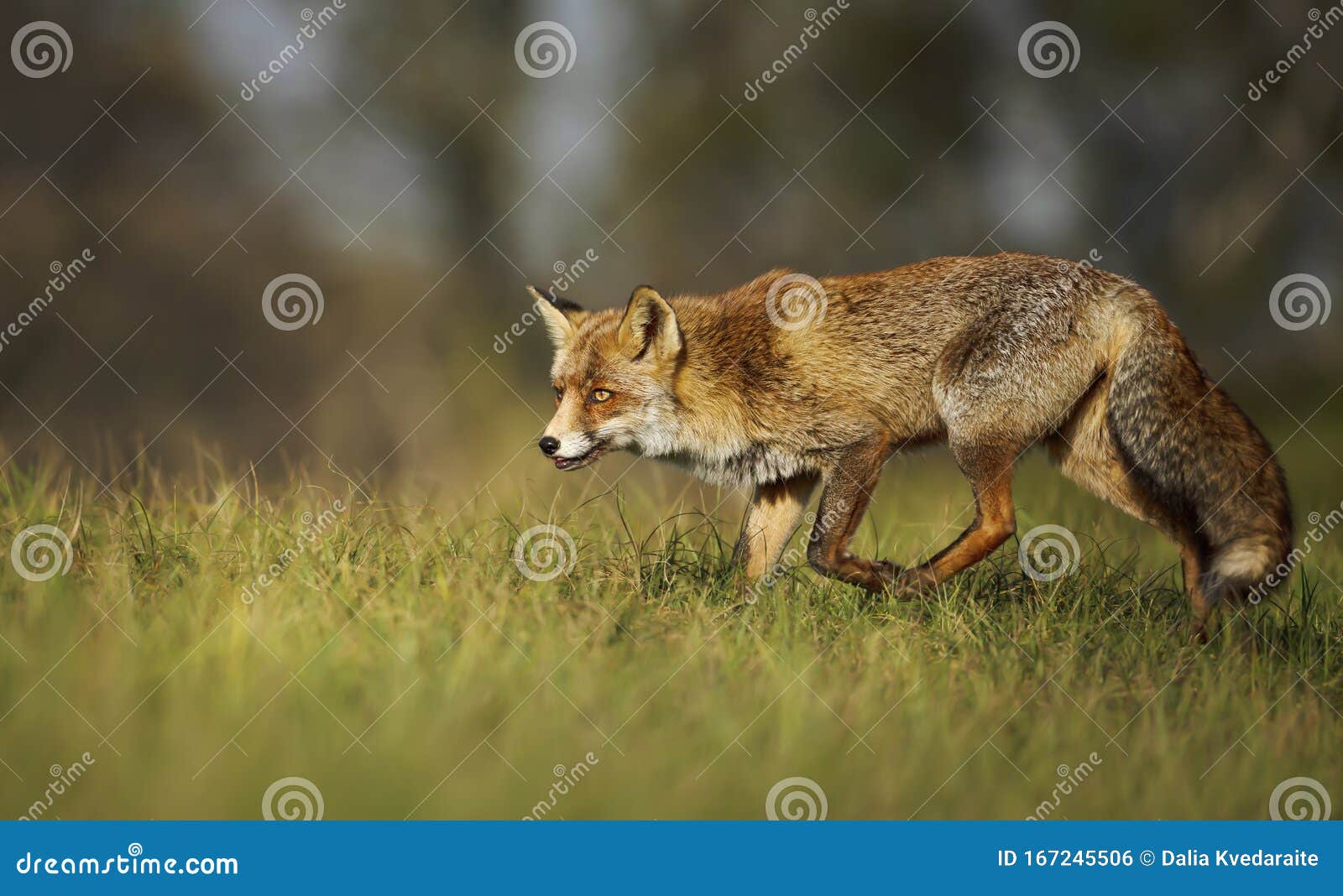 Close Up of a Red Fox Standing in Grass Stock Photo - Image of mammal ...