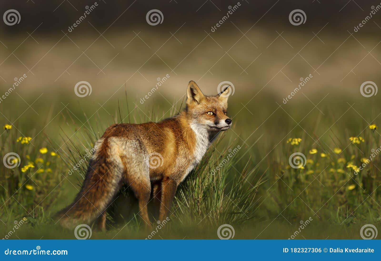 Close Up of a Red Fox Standing in the Meadow Stock Photo - Image of ...