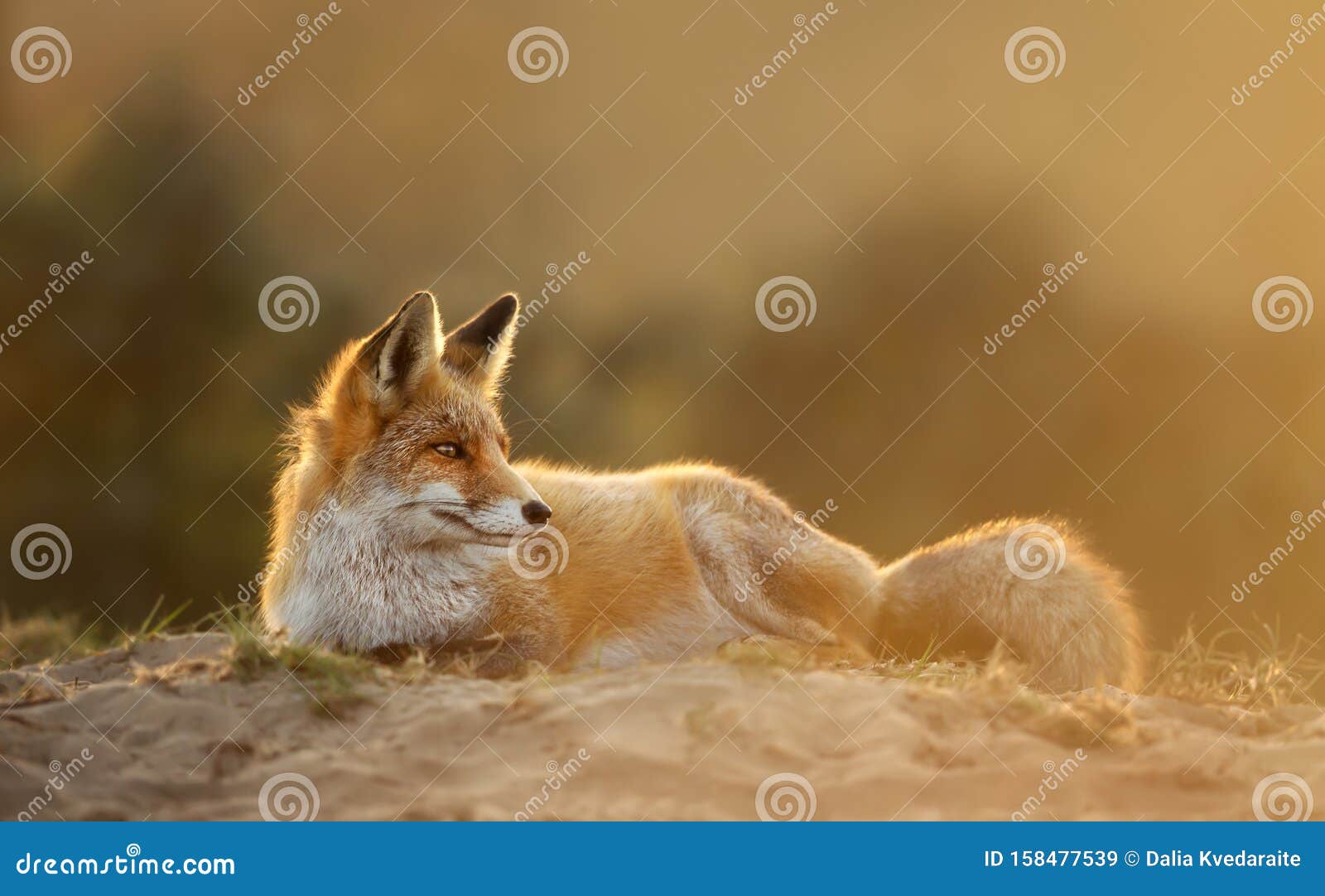 Close-up of a Red Fox at Sunset Stock Image - Image of relax, outdoor ...