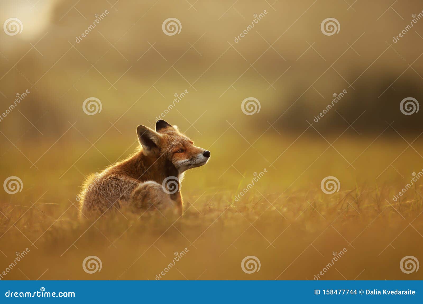 Close-up of a Red Fox at Sunset Stock Photo - Image of isolated ...