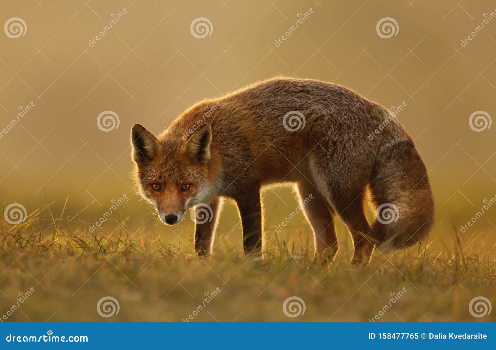 Close-up of a Red Fox at Sunset Stock Image - Image of cute, mammal ...